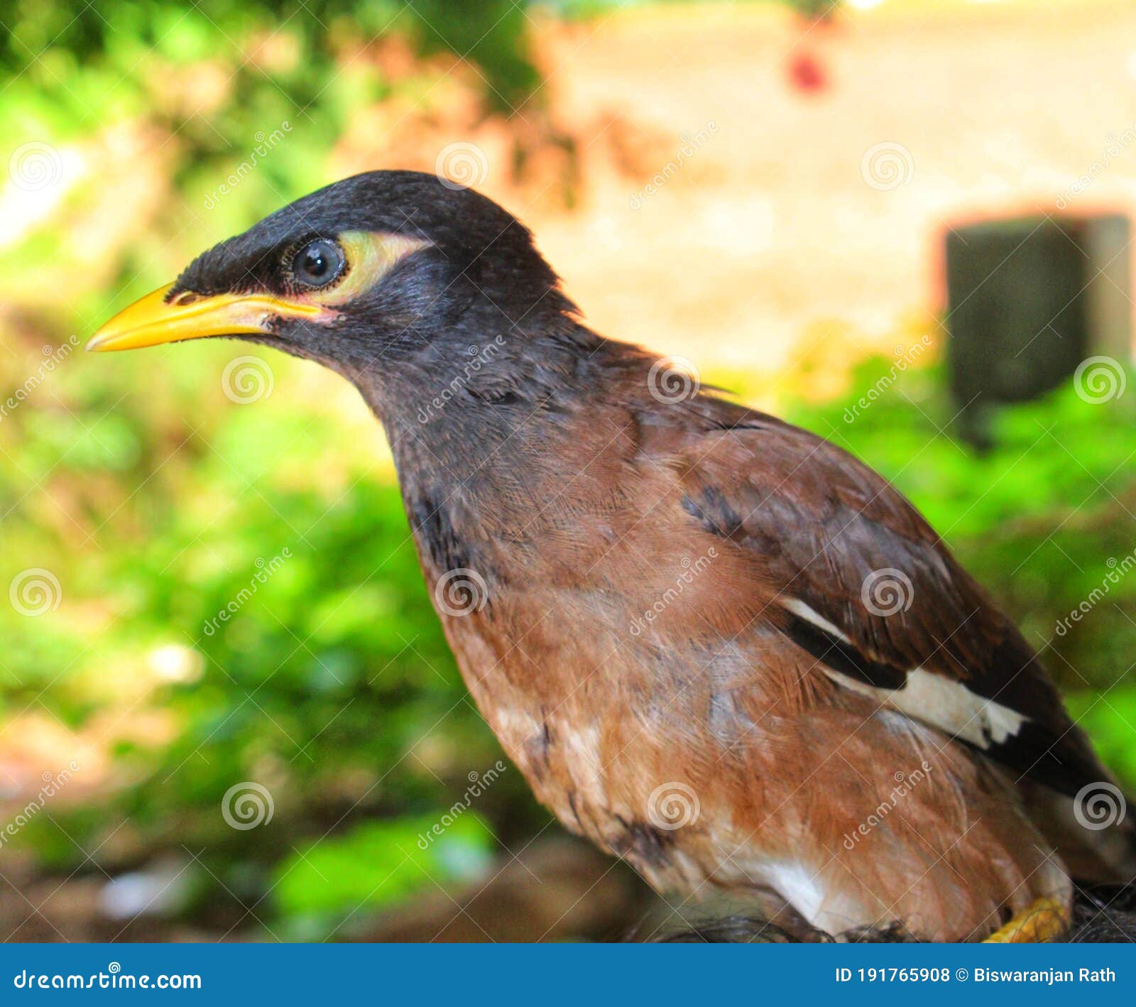 Moina Bird Stock Photos - Free & Royalty-Free Stock Photos from Dreamstime