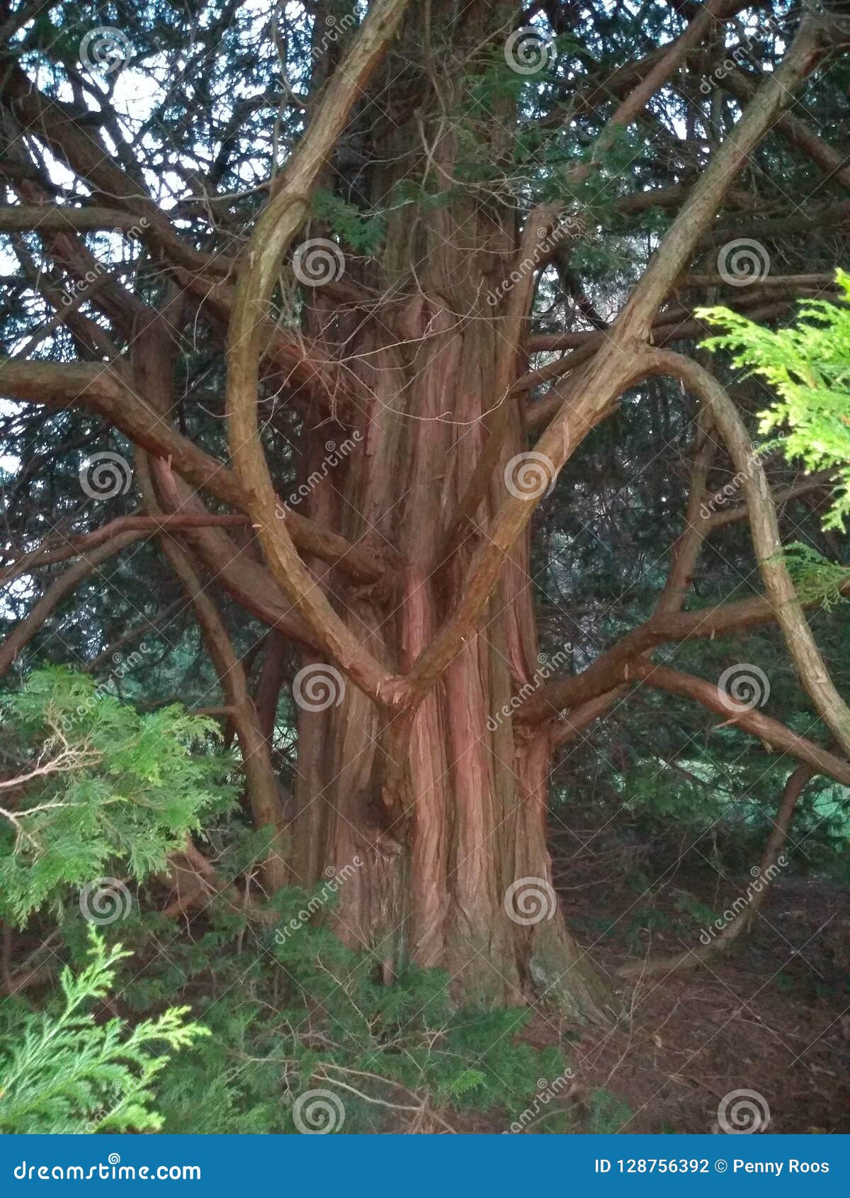 Ancient Tree Spirit stock photo. Image of spirit, tree - 128756392