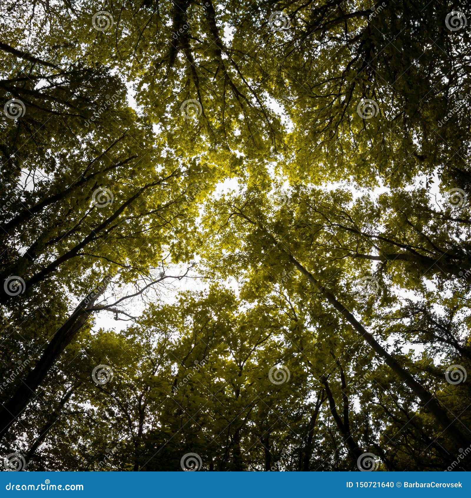 Beautiful Mysterious Forest, Bottom View on Beech Trees and Treetop ...