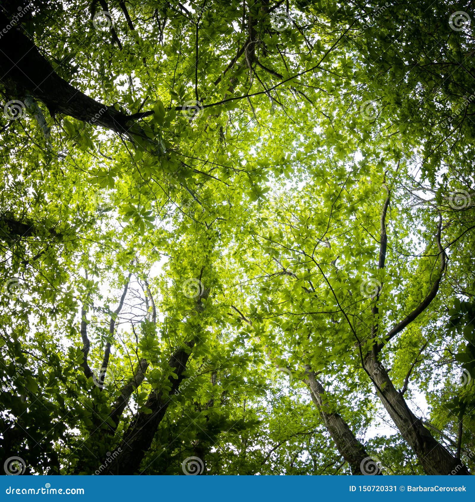 Beautiful Mysterious Forest, Bottom View on Beech Trees and Treetop ...