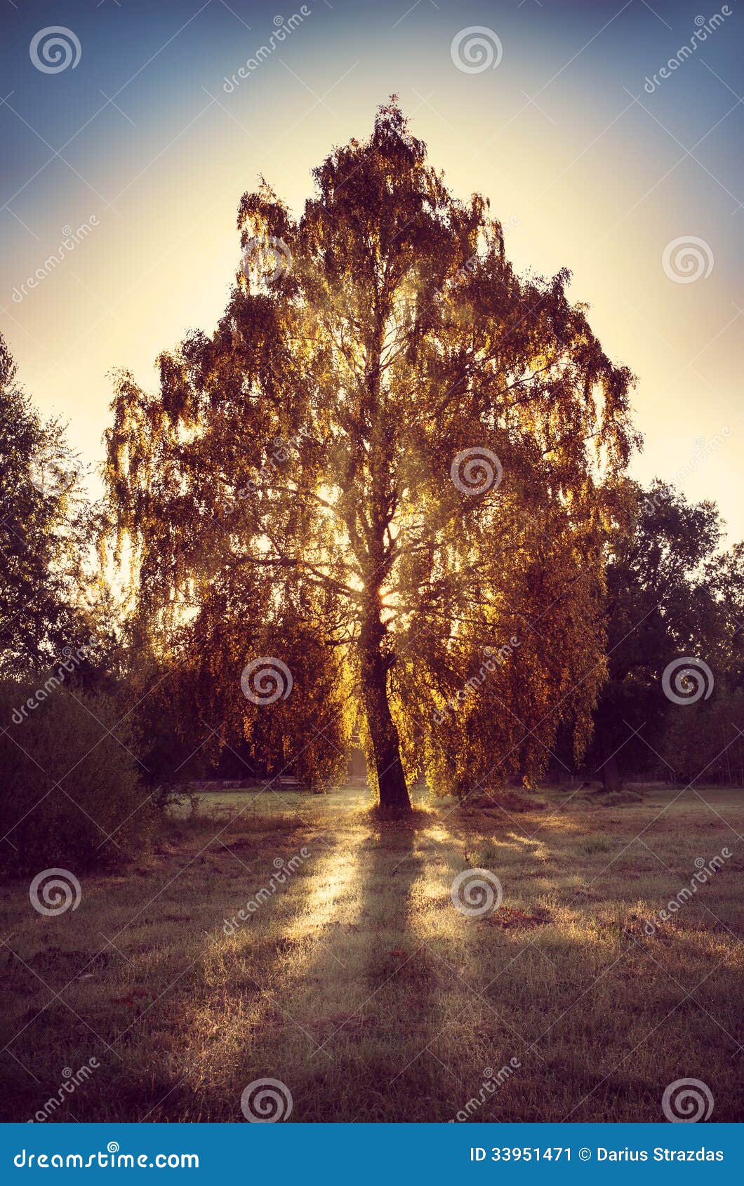 Beautiful mystic tree stock image. Image of light, trees - 33951471