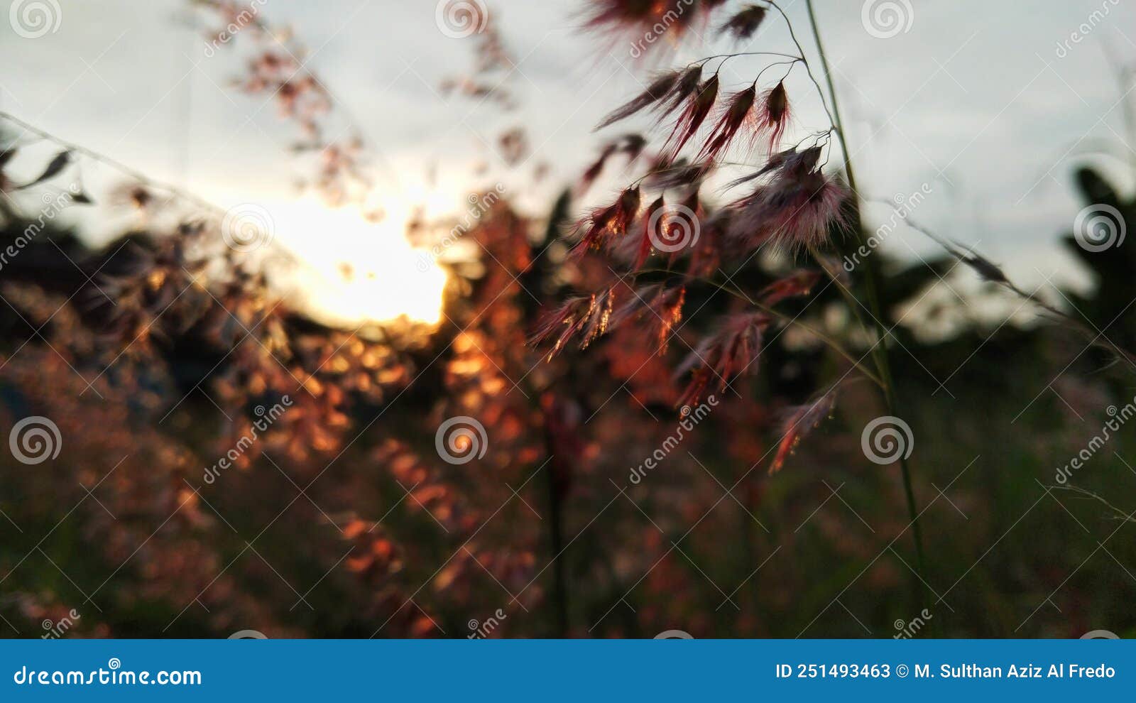 Natal Grass, Natal Redtop, Ruby Grass (Melinis Repens) Flowers Blooming ...