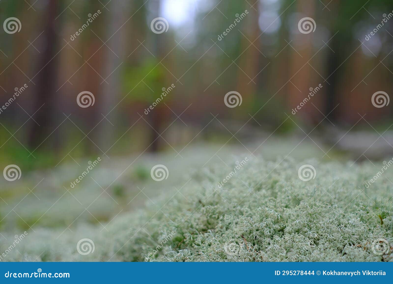A Beautiful Natural Backdrop from Beautiful Moss Against a Blurry ...