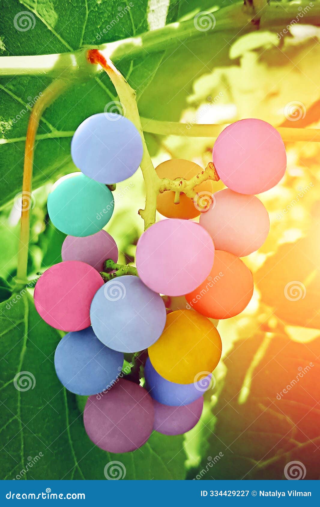 Beautiful Natural Background - Bunch of Grapes with Multi-colored ...