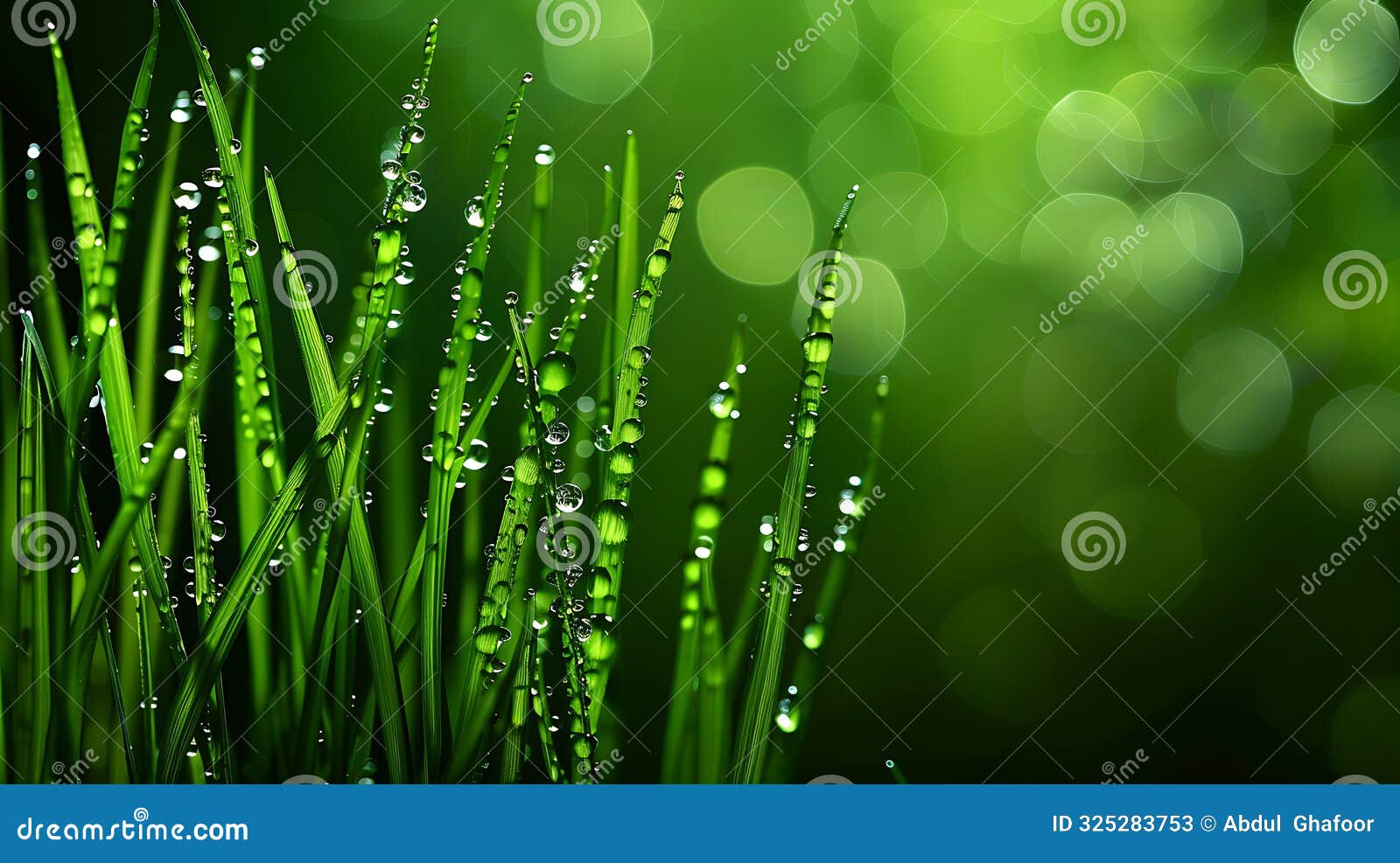 Beautiful Natural Background of Green Grass with Spring Dew and Water ...