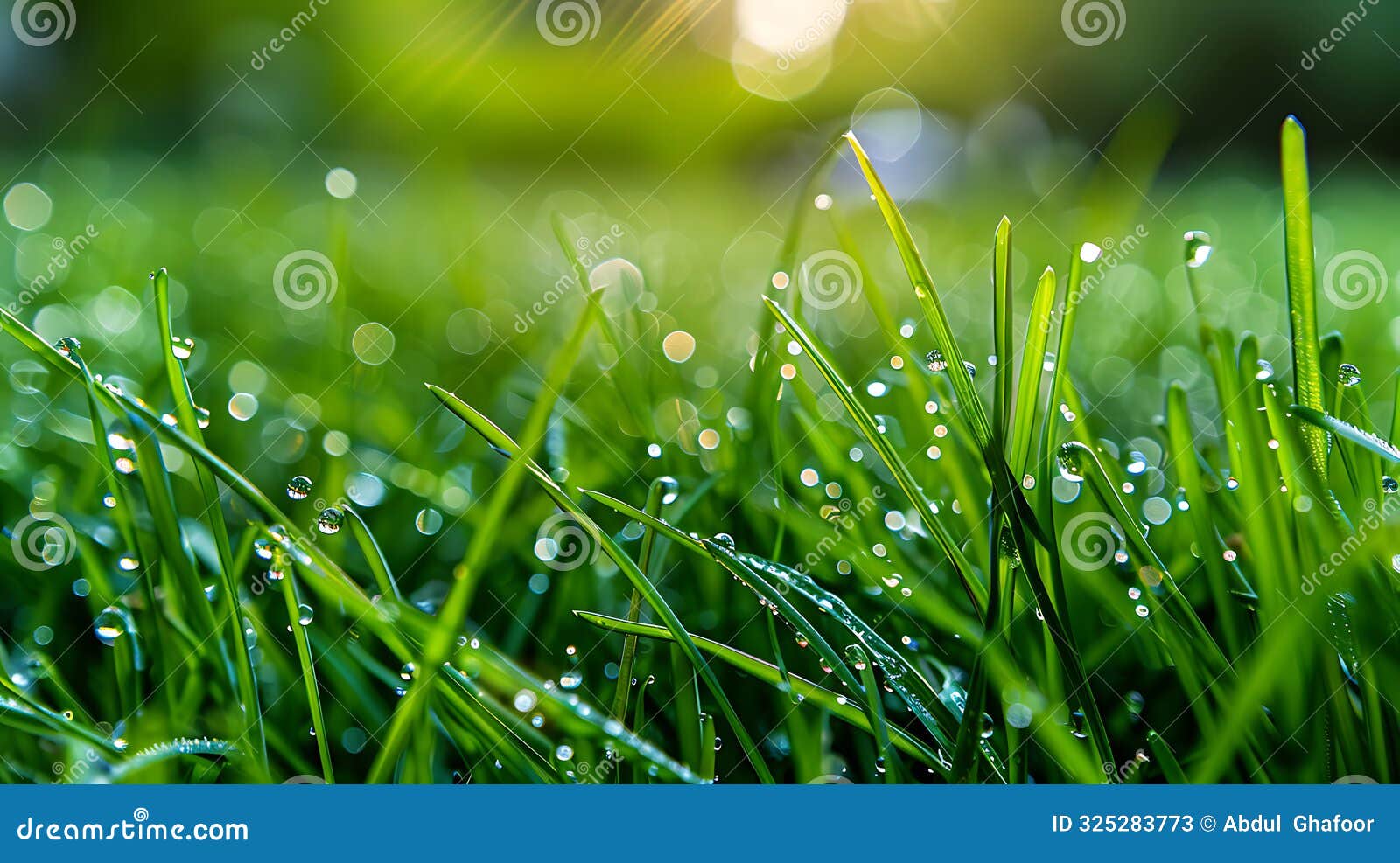 Beautiful Natural Background of Green Grass with Spring Dew and Water ...