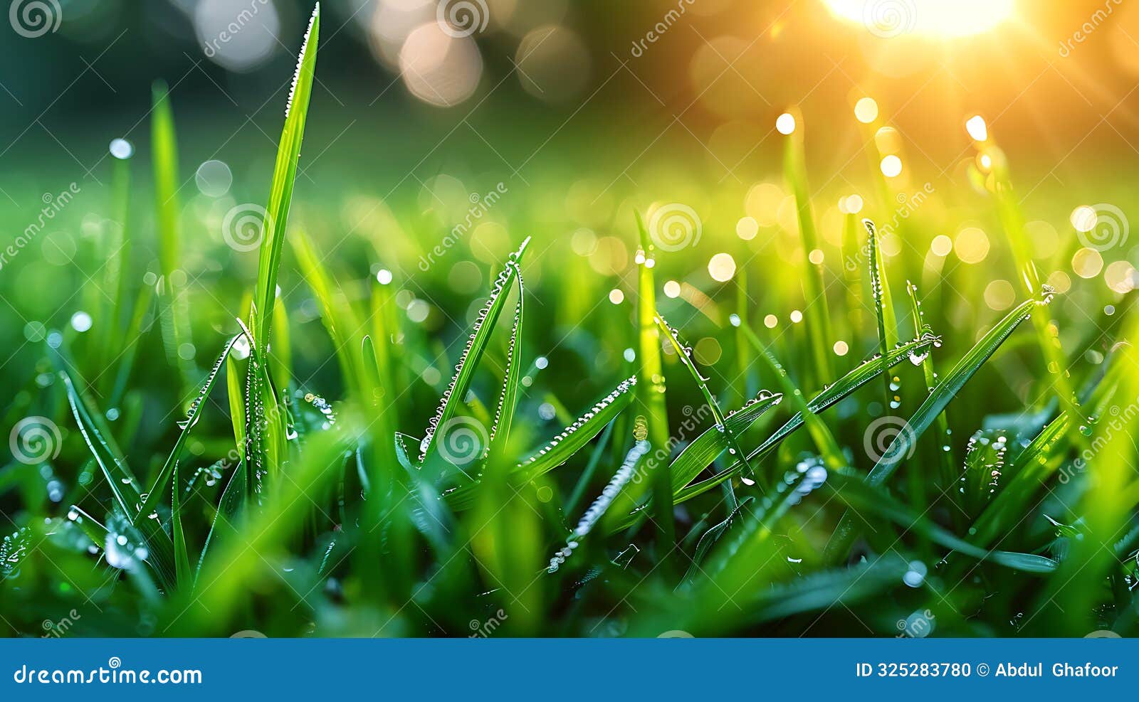 Beautiful Natural Background of Green Grass with Spring Dew and Water ...