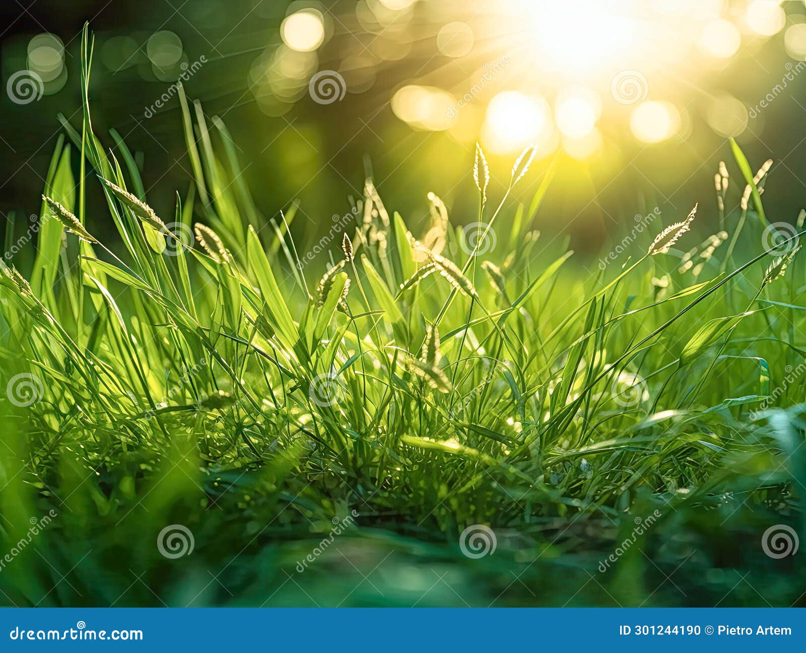 Beautiful Natural Background of Green Grass and Sun Stock Photo - Image ...