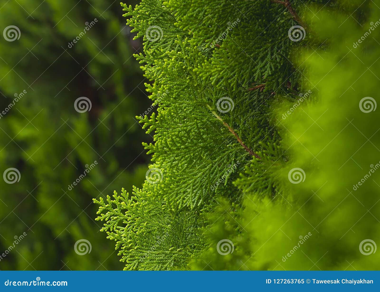 Green Pine Tree Leaf Pattern Stock Image - Image of environment, round ...
