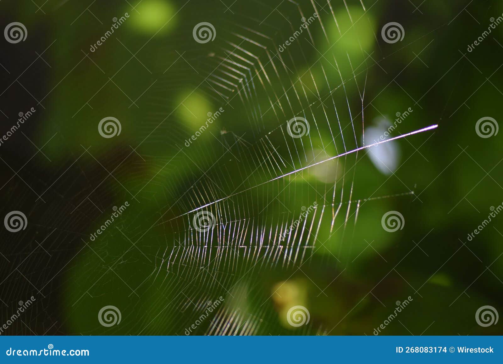 Beautiful Natural Background of Spider Web Stock Photo - Image of ...