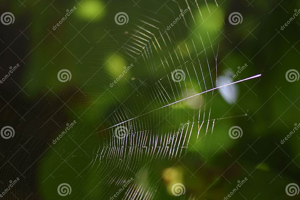 Beautiful Natural Background of Spider Web Stock Photo - Image of ...