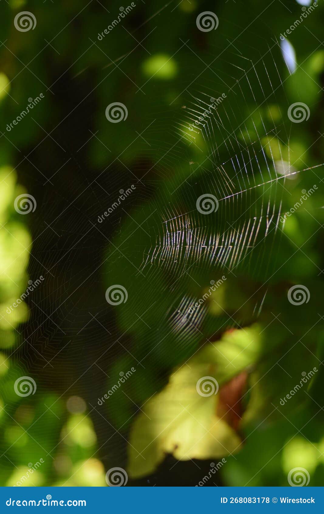 Beautiful Natural Background of Spider Web Stock Photo - Image of ...