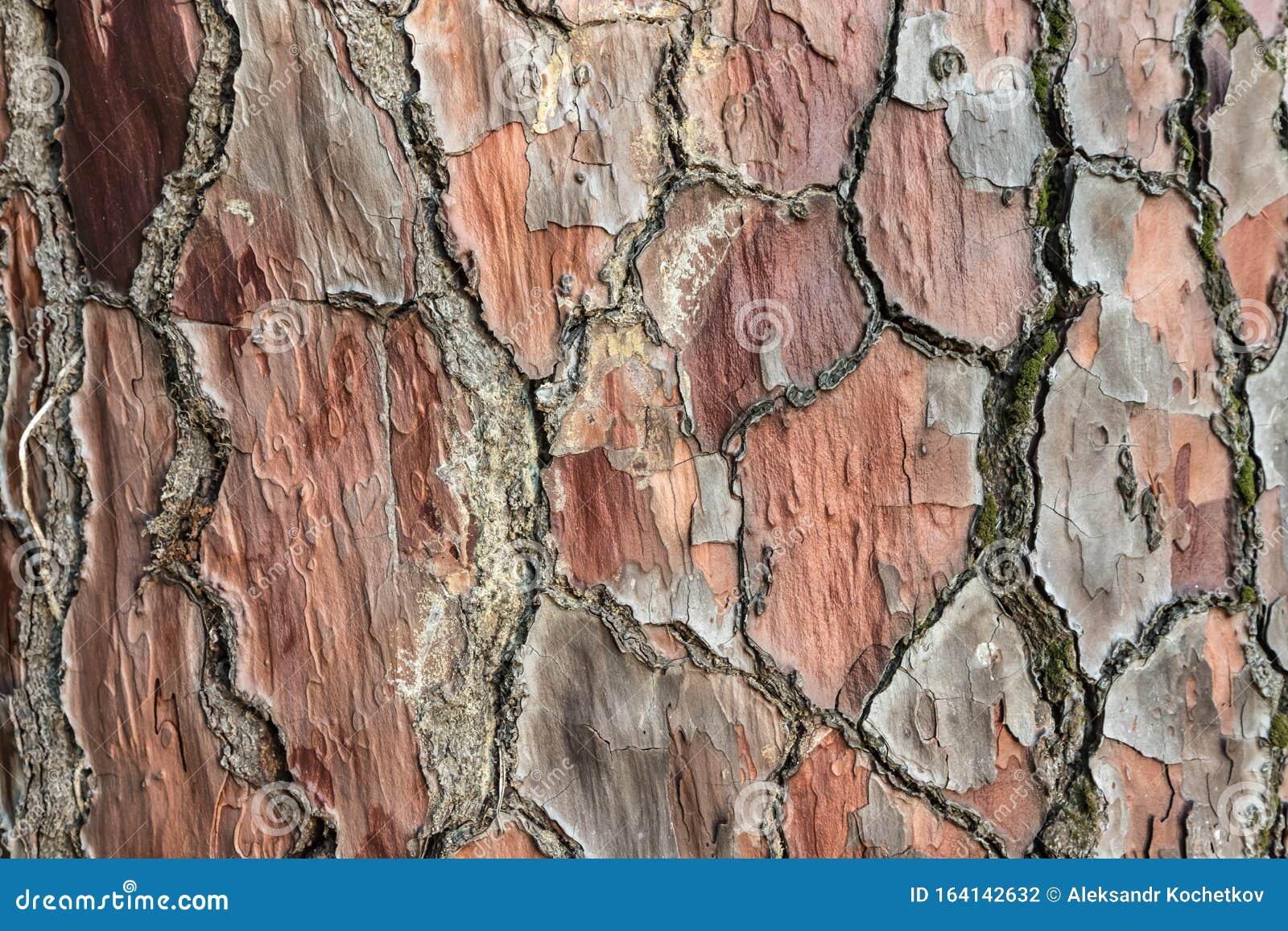 Natural Beautiful Background of Tree Bark in Forest. Stock Photo ...