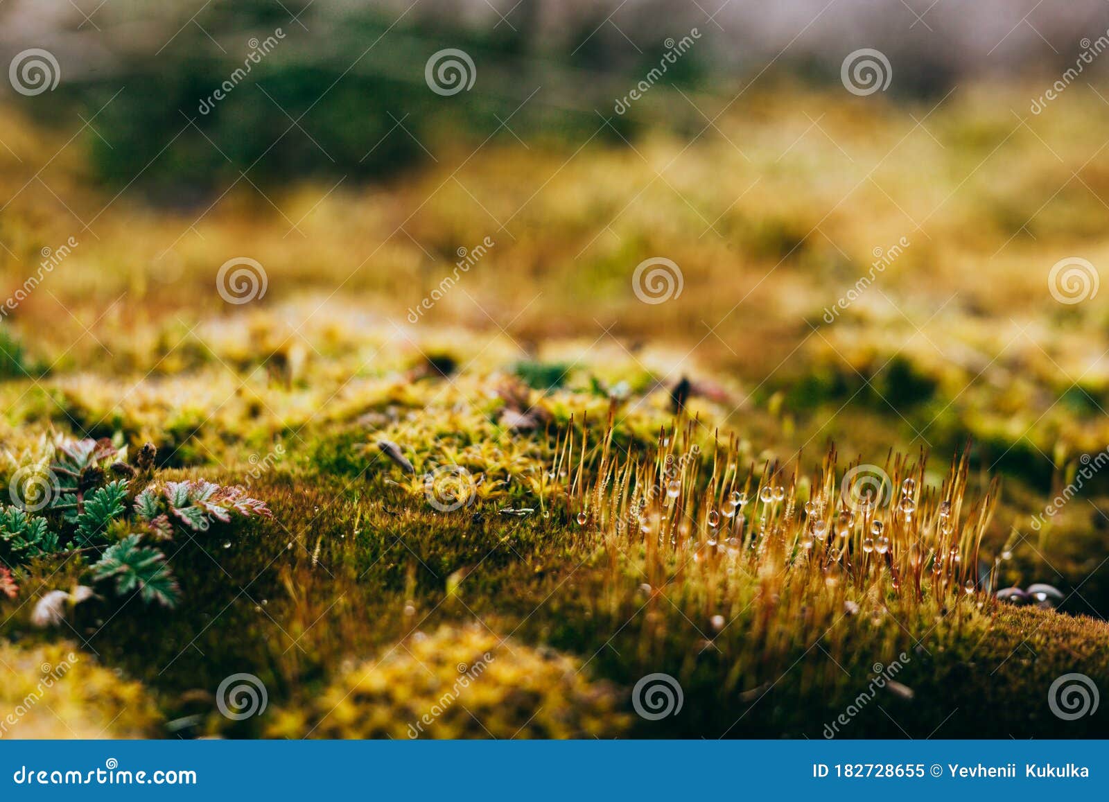 Beautiful Natural Background. Yellow Moss Stock Image - Image of winter ...