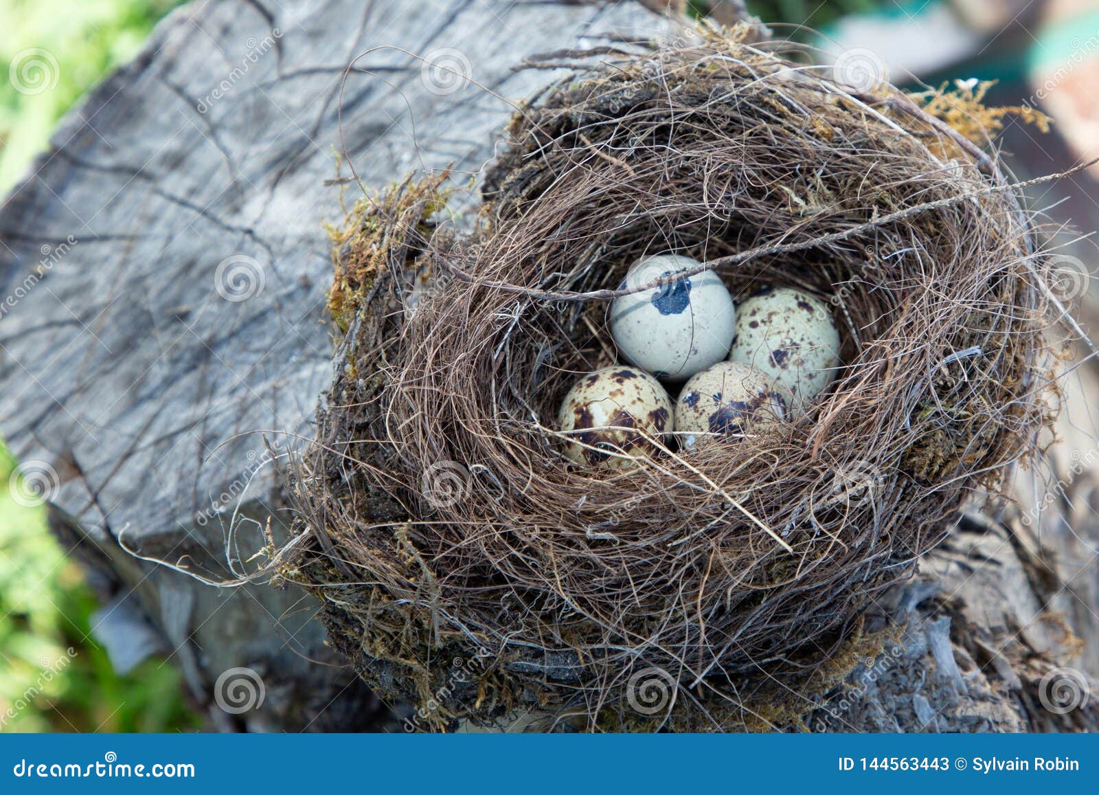 Beautiful Natural Birds Nest in a Tree with Eggs Stock Image - Image of ...