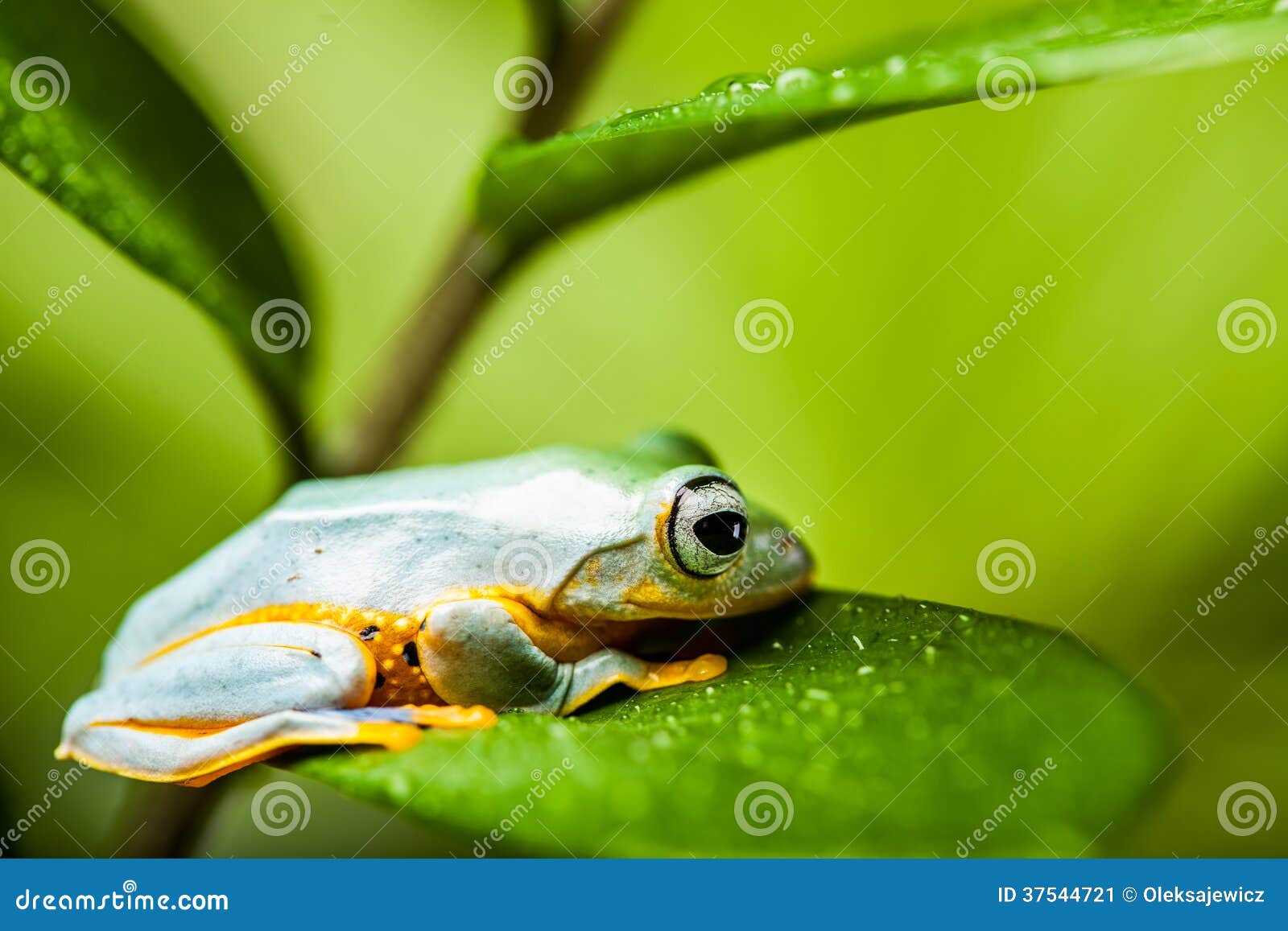 Beautiful Natural Concept with Exotic Frog Stock Image - Image of cover ...