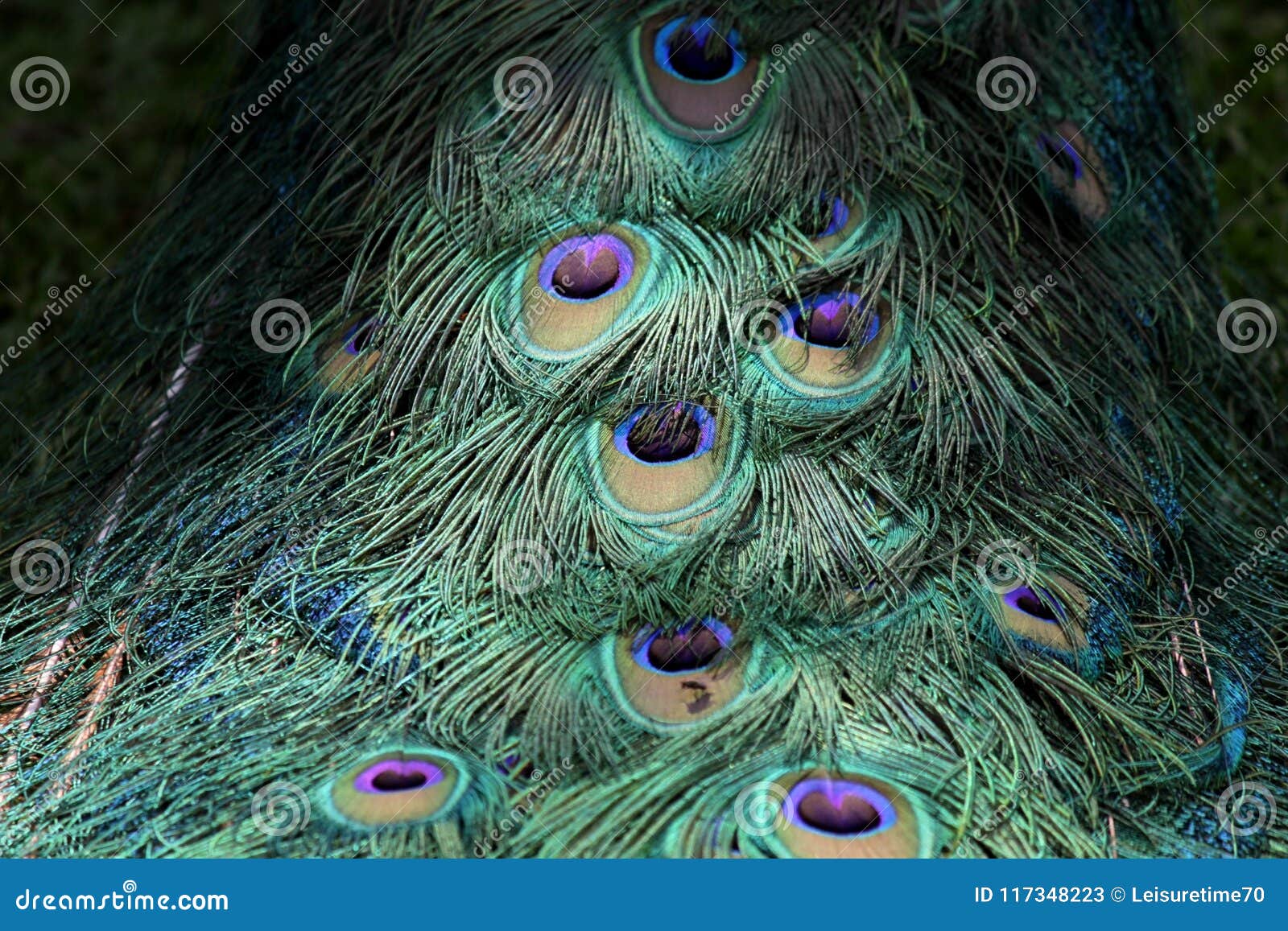 Beautiful Natural Peacock Feather Stock Image - Image of flying ...