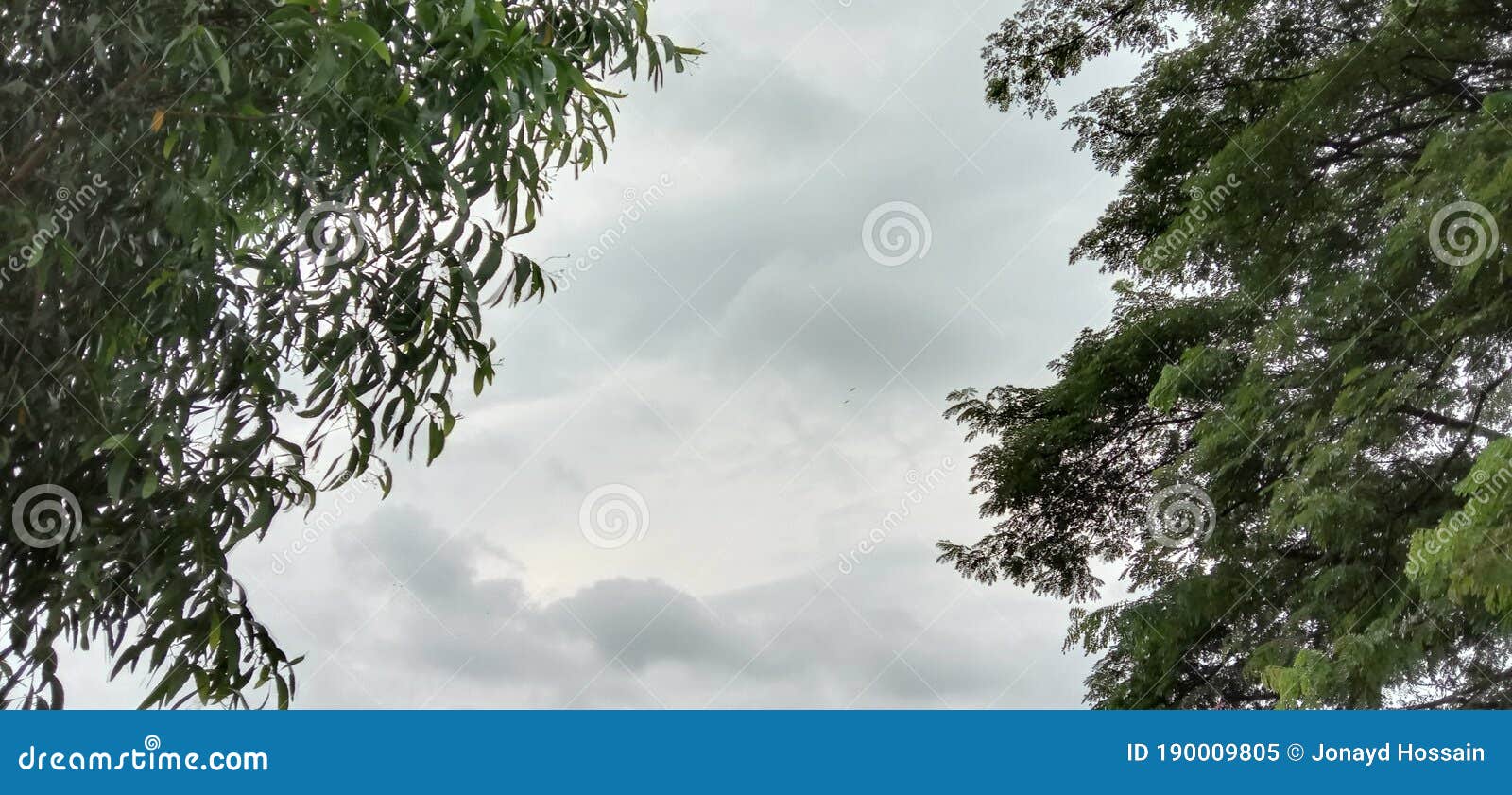 Beautiful Natural Environment Stock Image - Image of forest, green ...