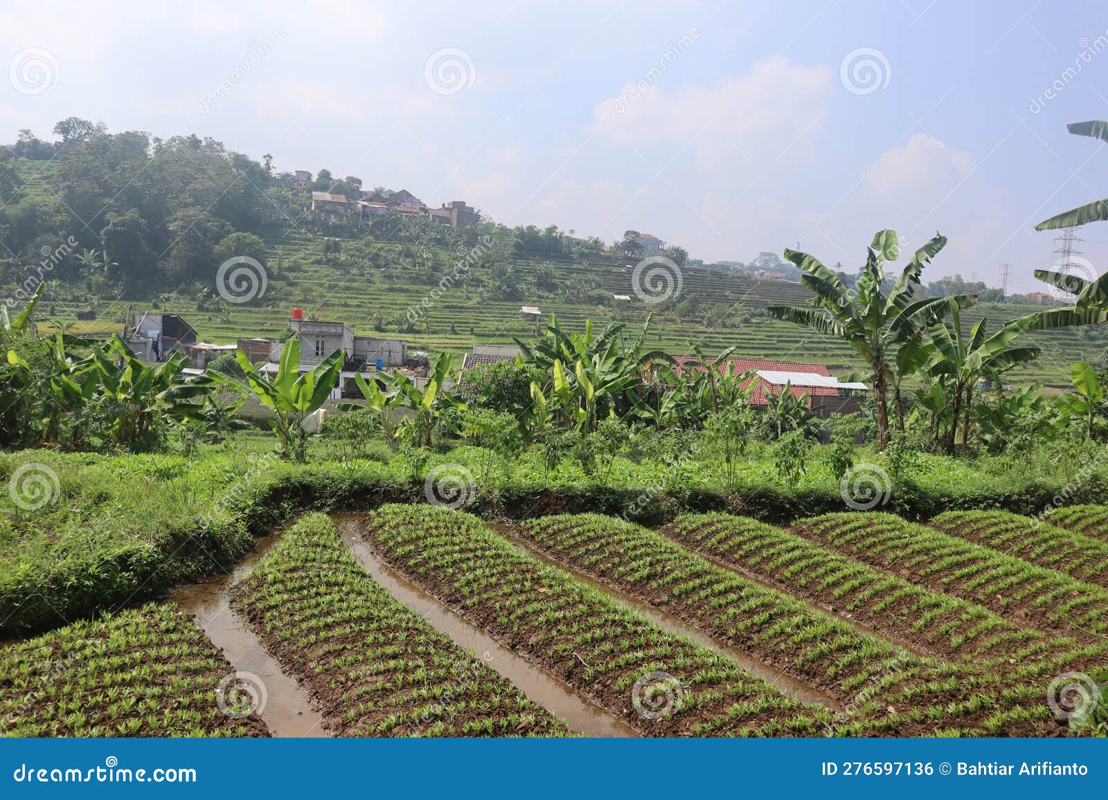 Beautiful Natural Farmland View Stock Photo - Image of farmland ...