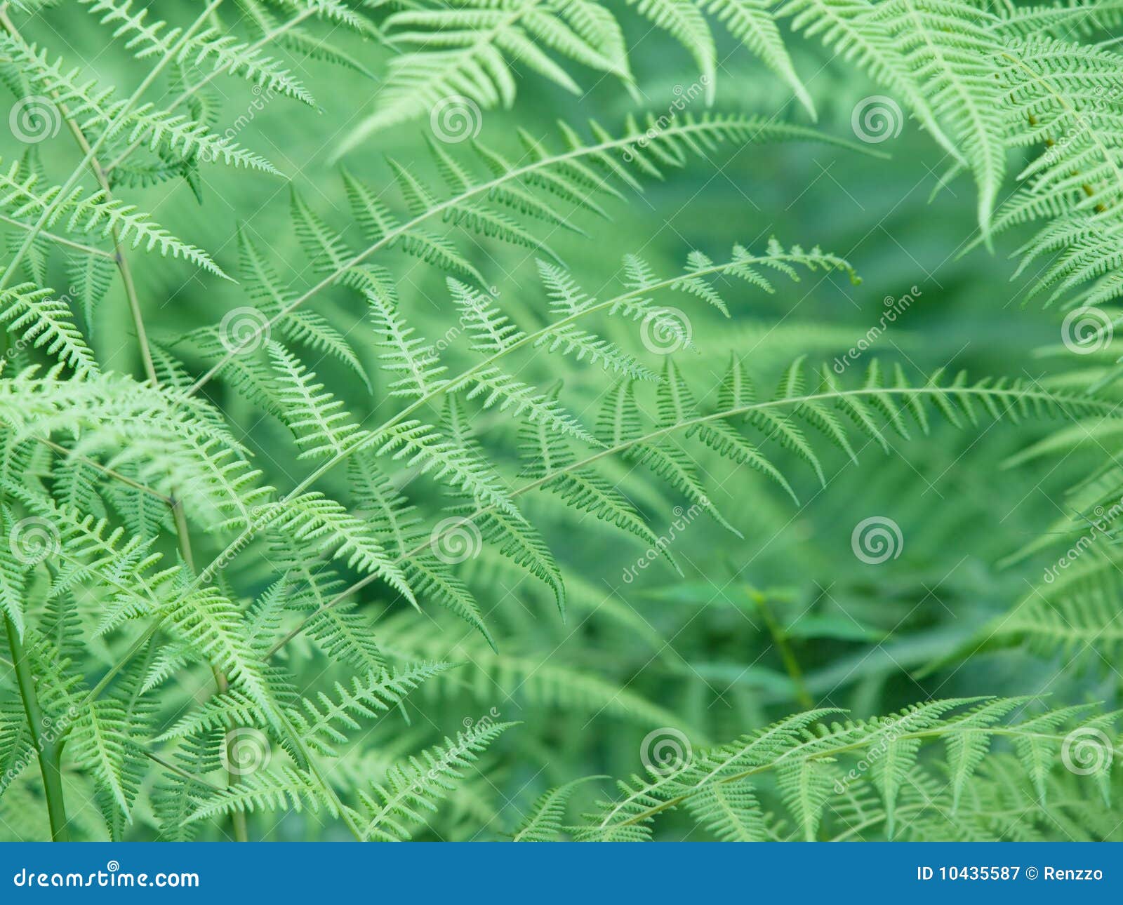 Beautiful natural ferns stock image. Image of jungle - 10435587