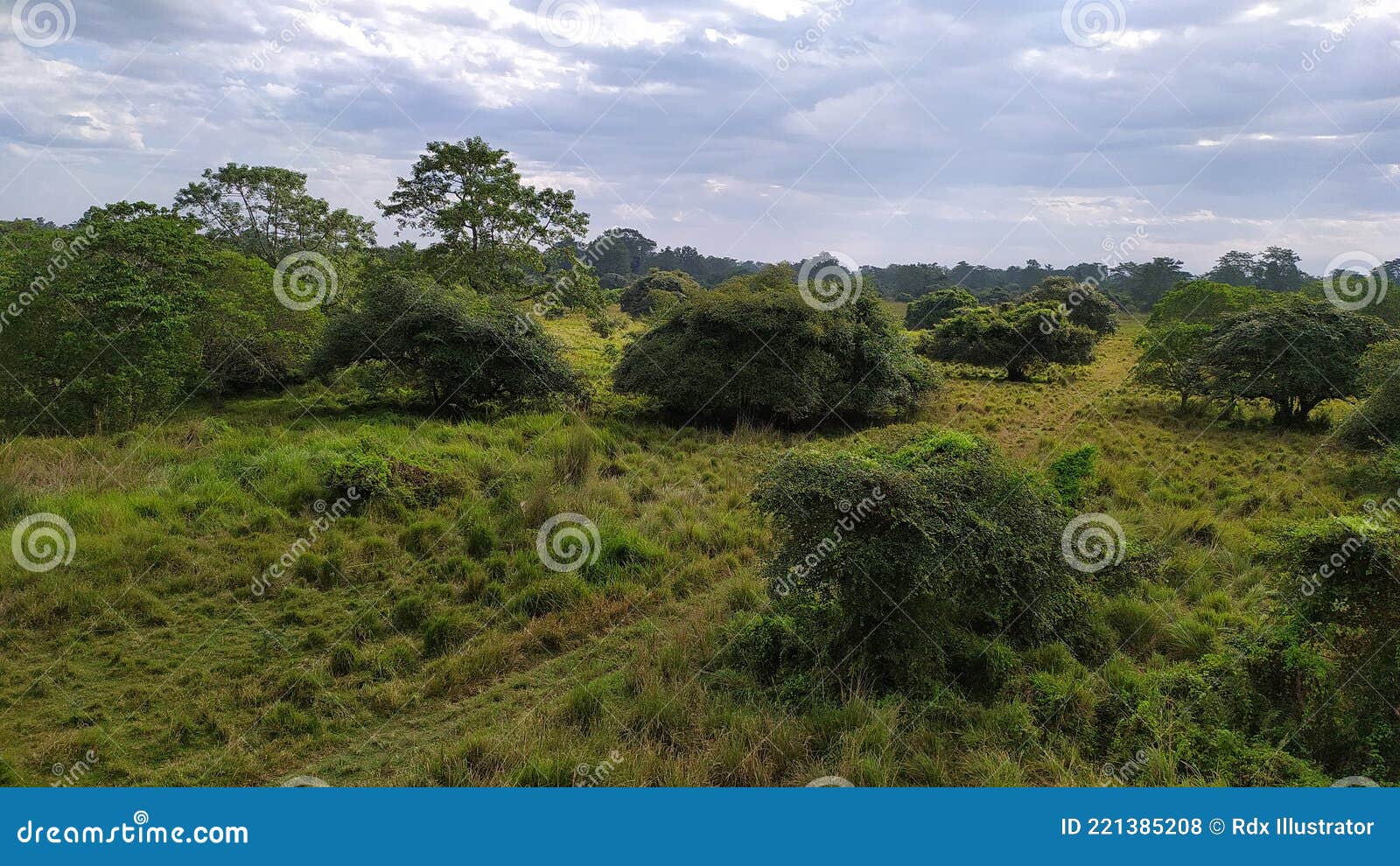 A Beautiful Natural Forest in Assam Stock Photo - Image of grass ...