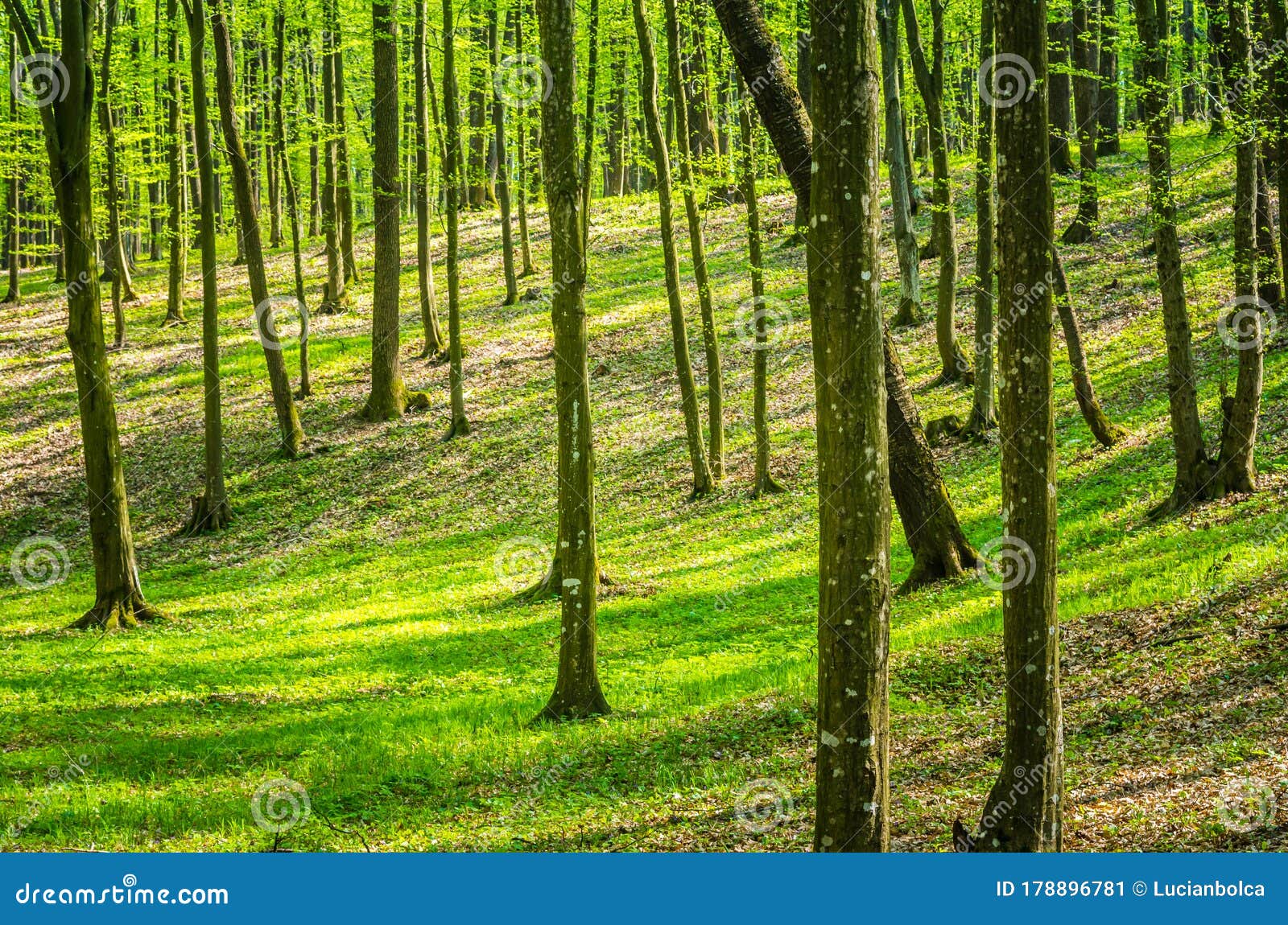 Green woods in springtime stock image. Image of leaf - 178896781