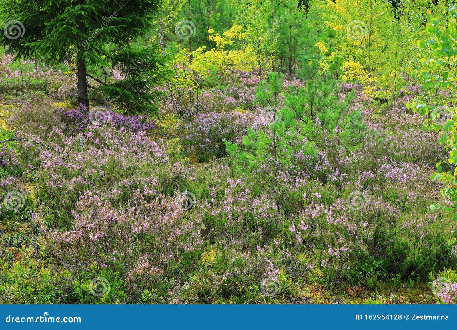 Beautiful Natural Forest View with Heather on the Foreground Stock ...