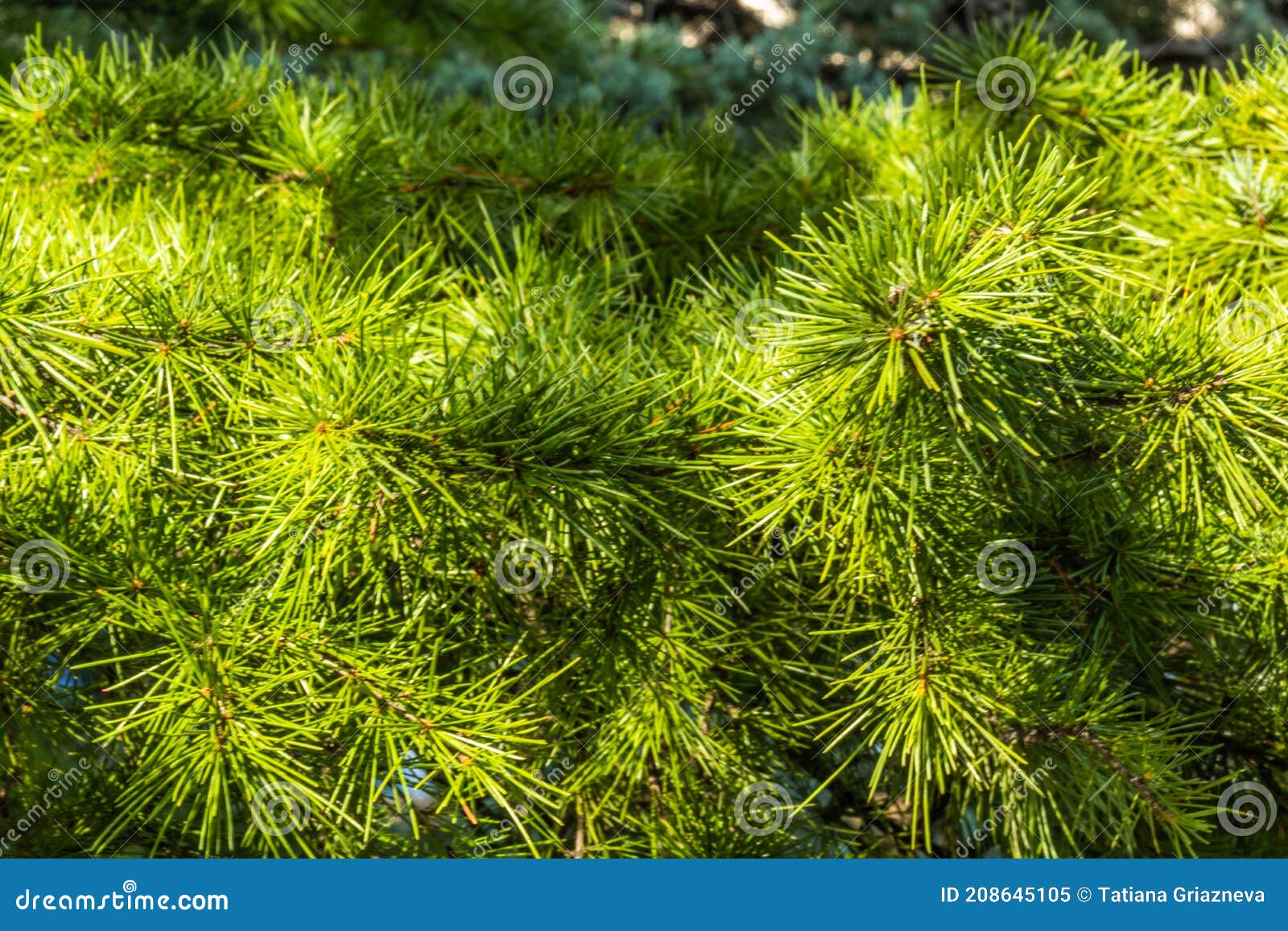 Beautiful Natural Green Coniferous Wood Stock Image - Image of flower ...