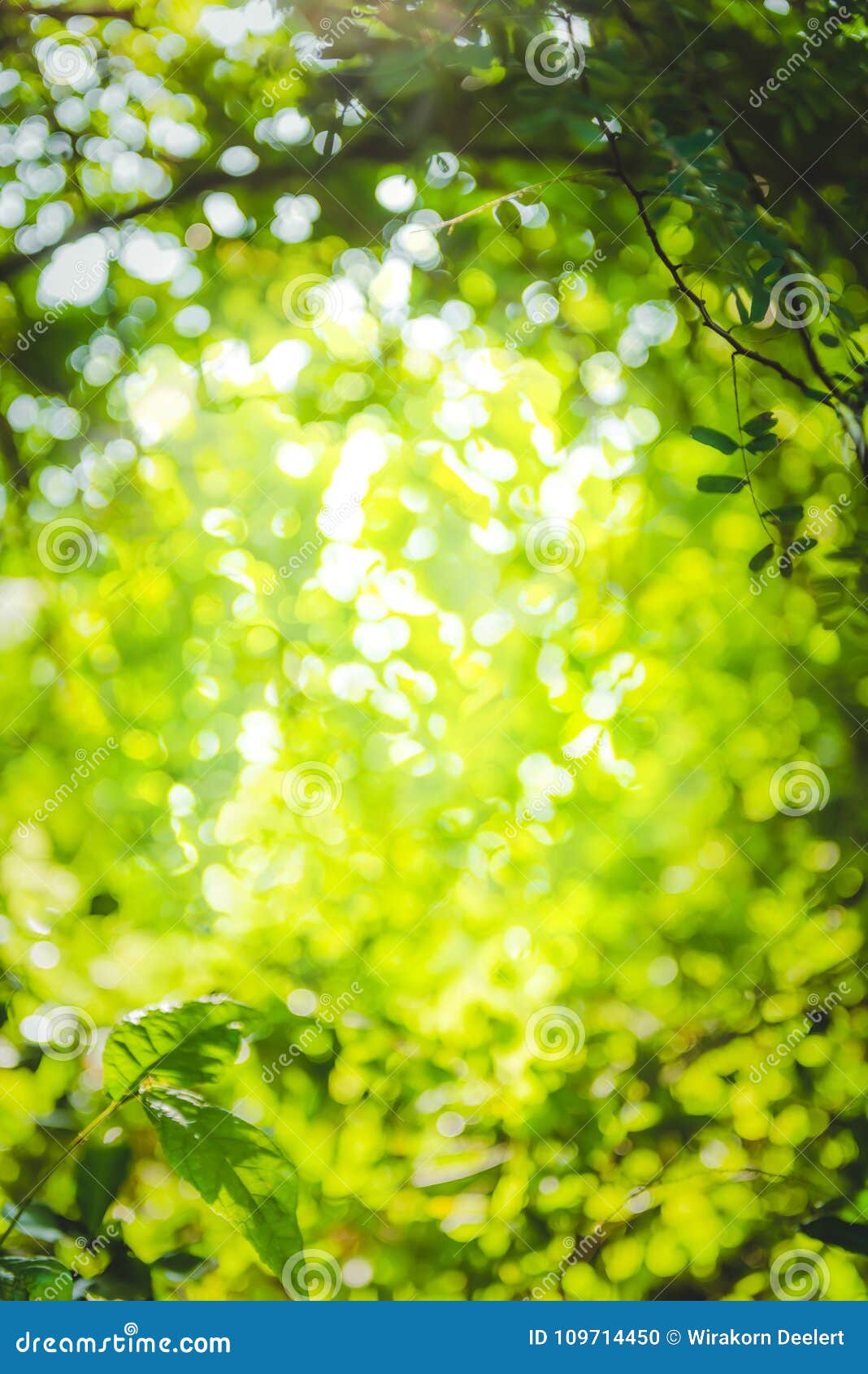 Beautiful Natural Green Leaf and Abstract Blur Bokeh Light Background ...