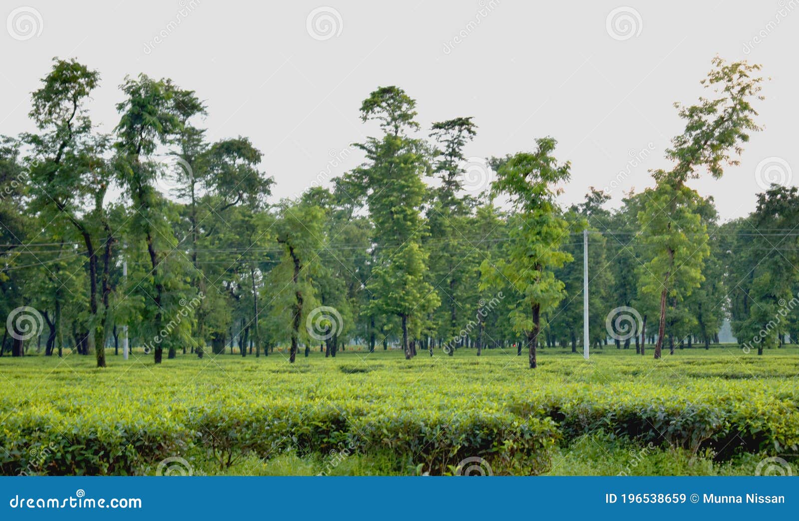 Beautiful Natural Green Tea Garden Stock Image - Image of beauty, rural ...