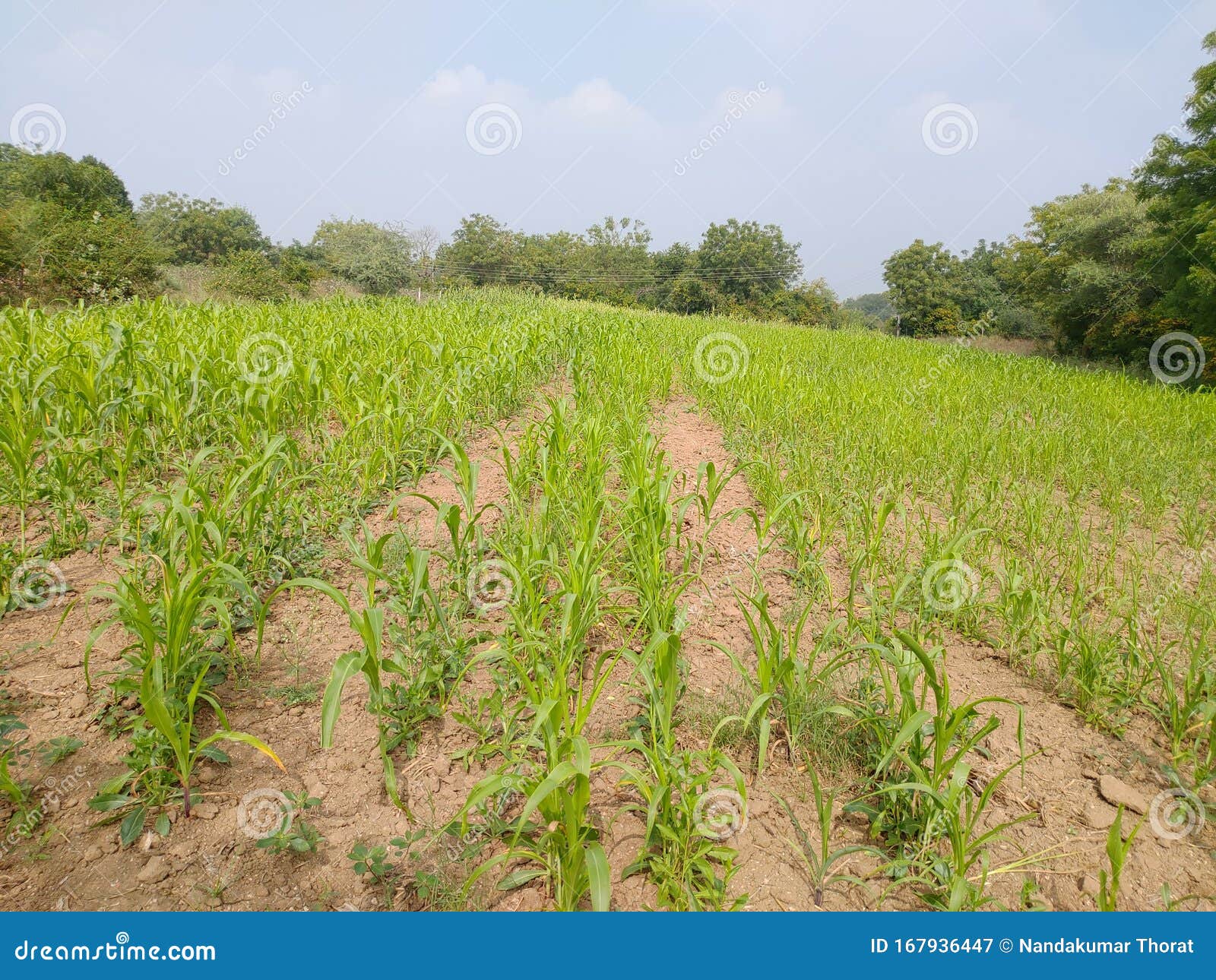 This is a Beautiful Natural Jawar Crops Stock Image - Image of abstract ...