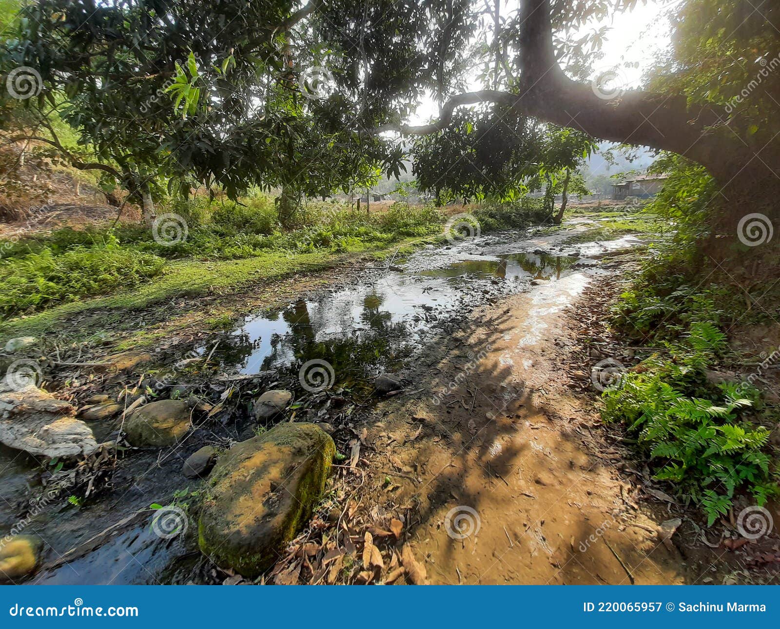 Beautiful Natural Landscape Rainforest Stock Image - Image of ...