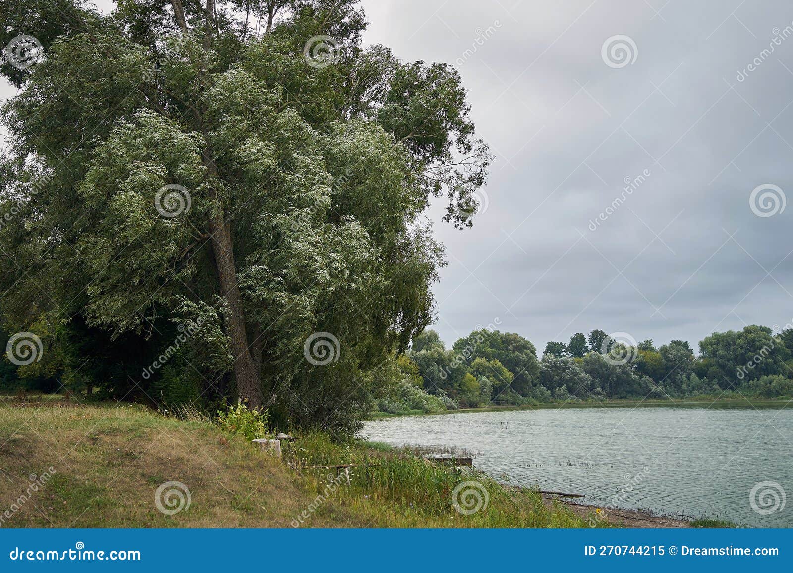 Beautiful Natural Landscape with Water and Tree Stock Image - Image of ...