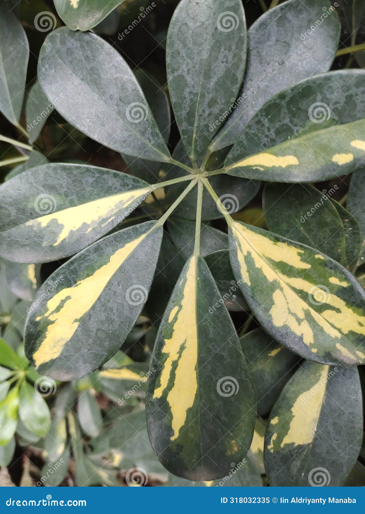 Beautiful Natural Leaf Texture in Two Tone Colours Stock Image - Image ...