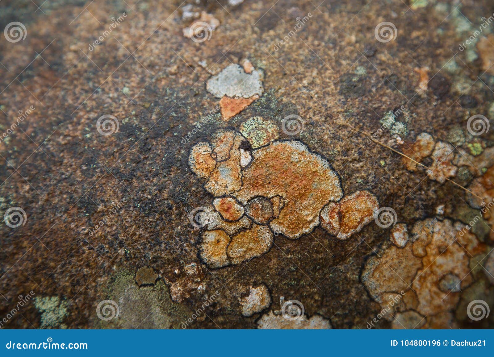 A Beautiful Natural Lichen Pattern on a Rock. Gray Patches Stock Photo ...
