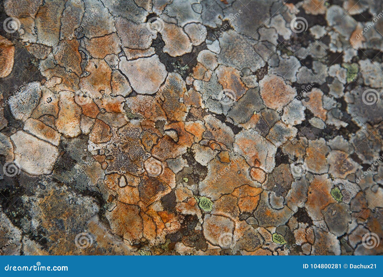 A Beautiful Natural Lichen Pattern on a Rock. Gray Patches Stock Image ...