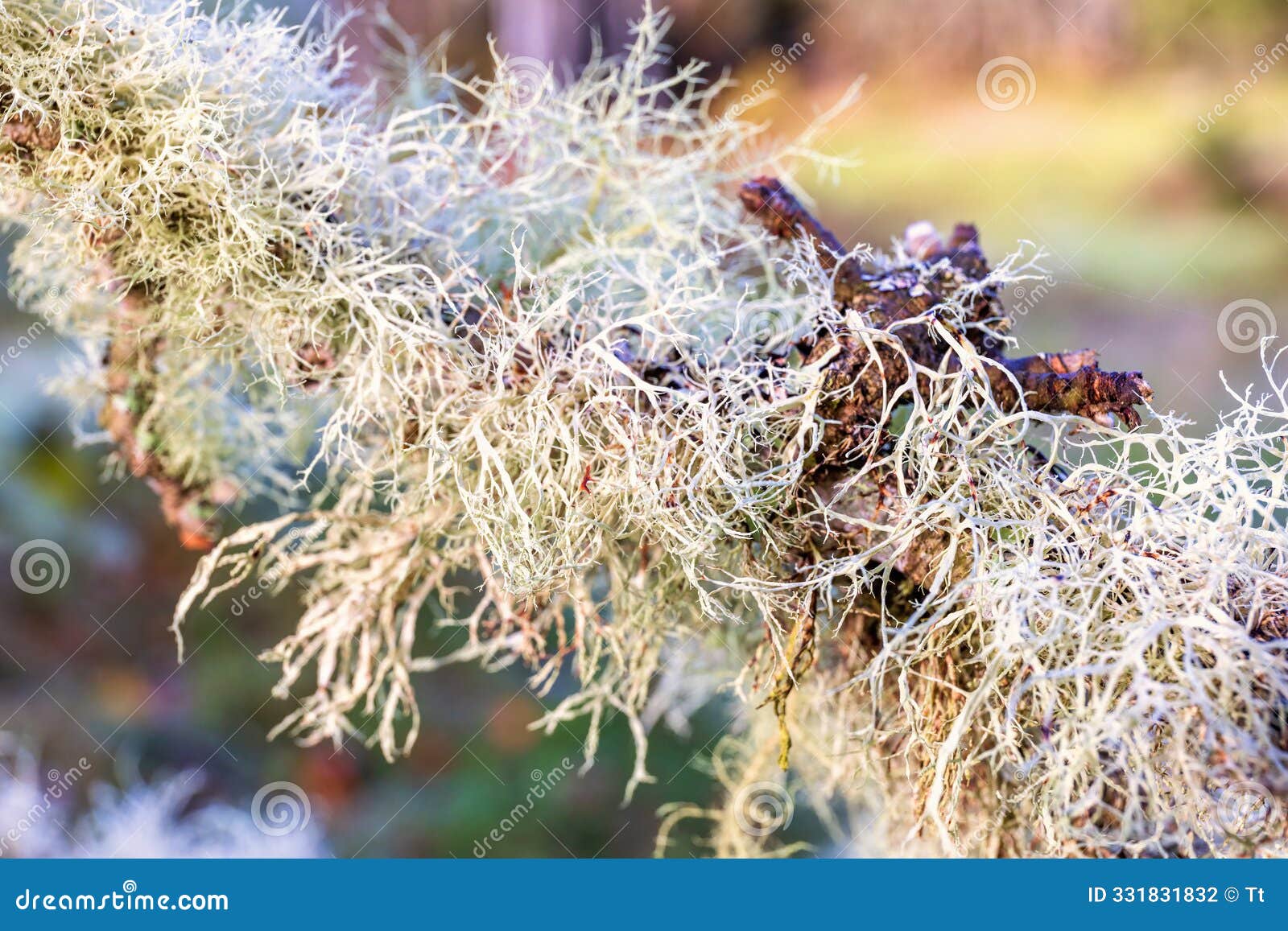 Beautiful Natural Lichens Growing on a Tree Branch Stock Photo - Image ...