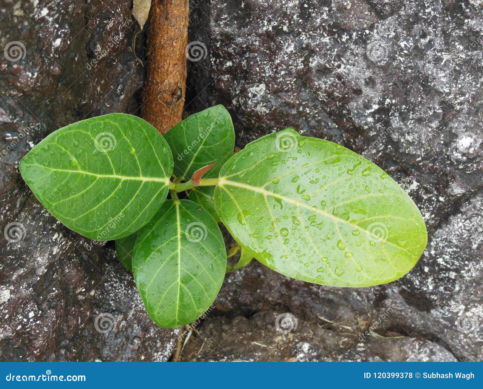 Natural Magic: Spells, Enchantments. Green Witchcraft. Magic Of Nature ...