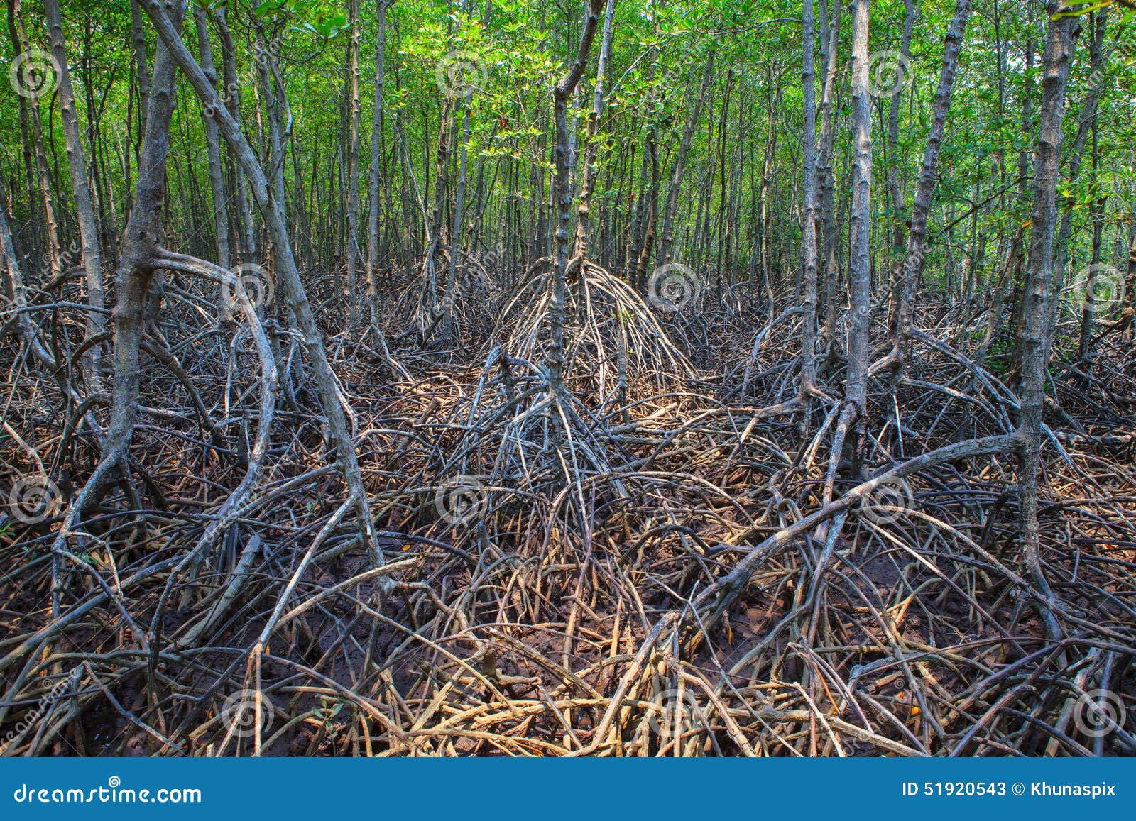Beautiful Natural Mangrove Tree Root Structure in Nature Mangrov Stock ...