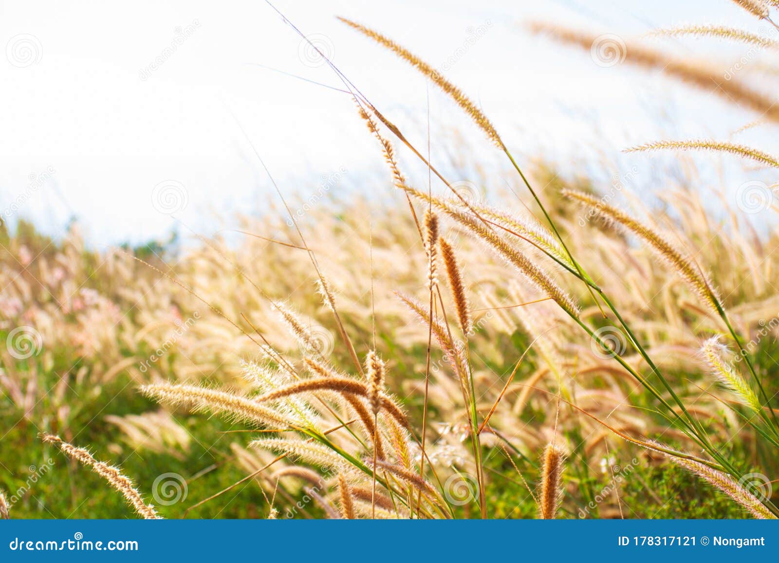 Beautiful Natural Meadow at Sunlight Background Stock Image - Image of ...