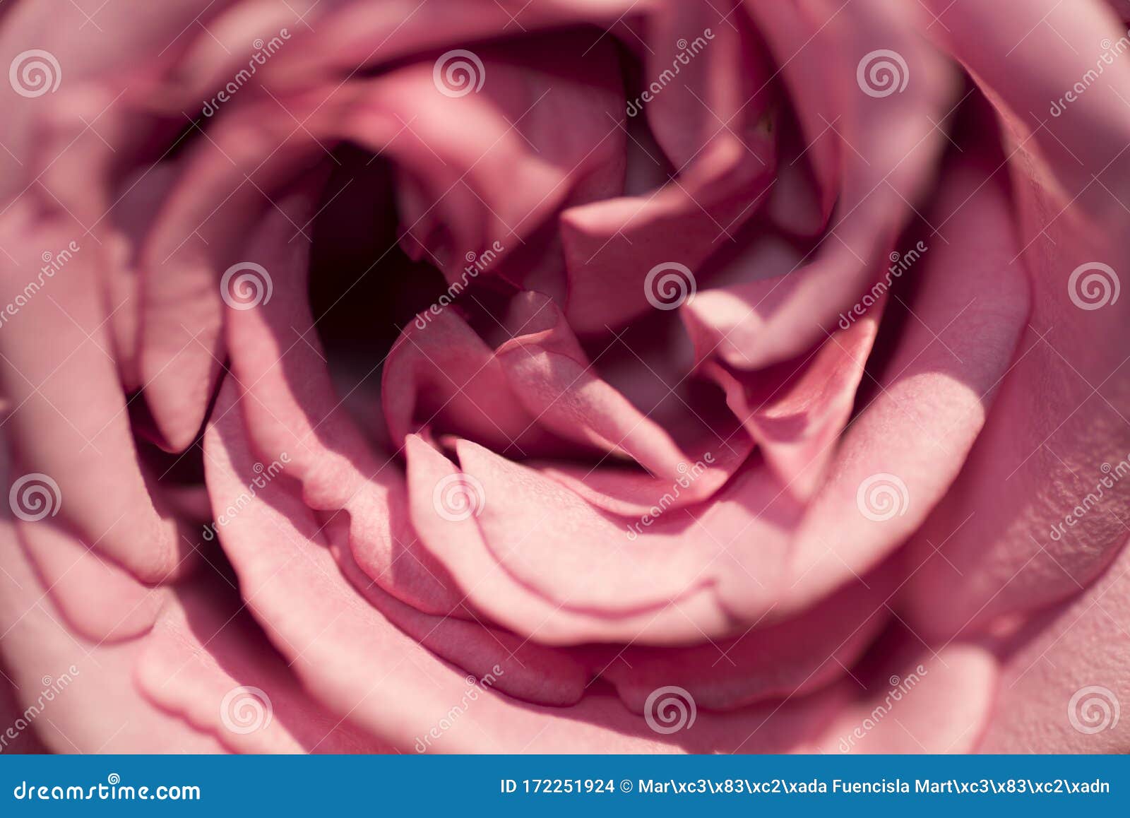 Beautiful Natural and Open Pink Rose Flower Stock Photo - Image of ...