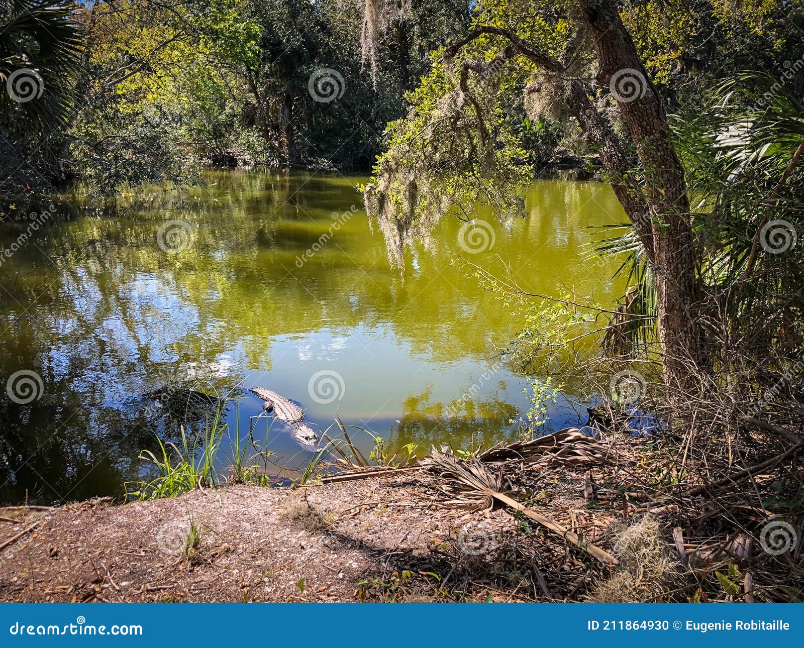 Beautiful and natural Park stock photo. Image of environment - 211864930