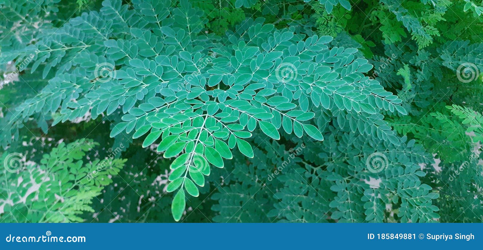 Beautiful Moringa Or Sahjan Tree Trunk View. Drought Resistant Tree Of ...