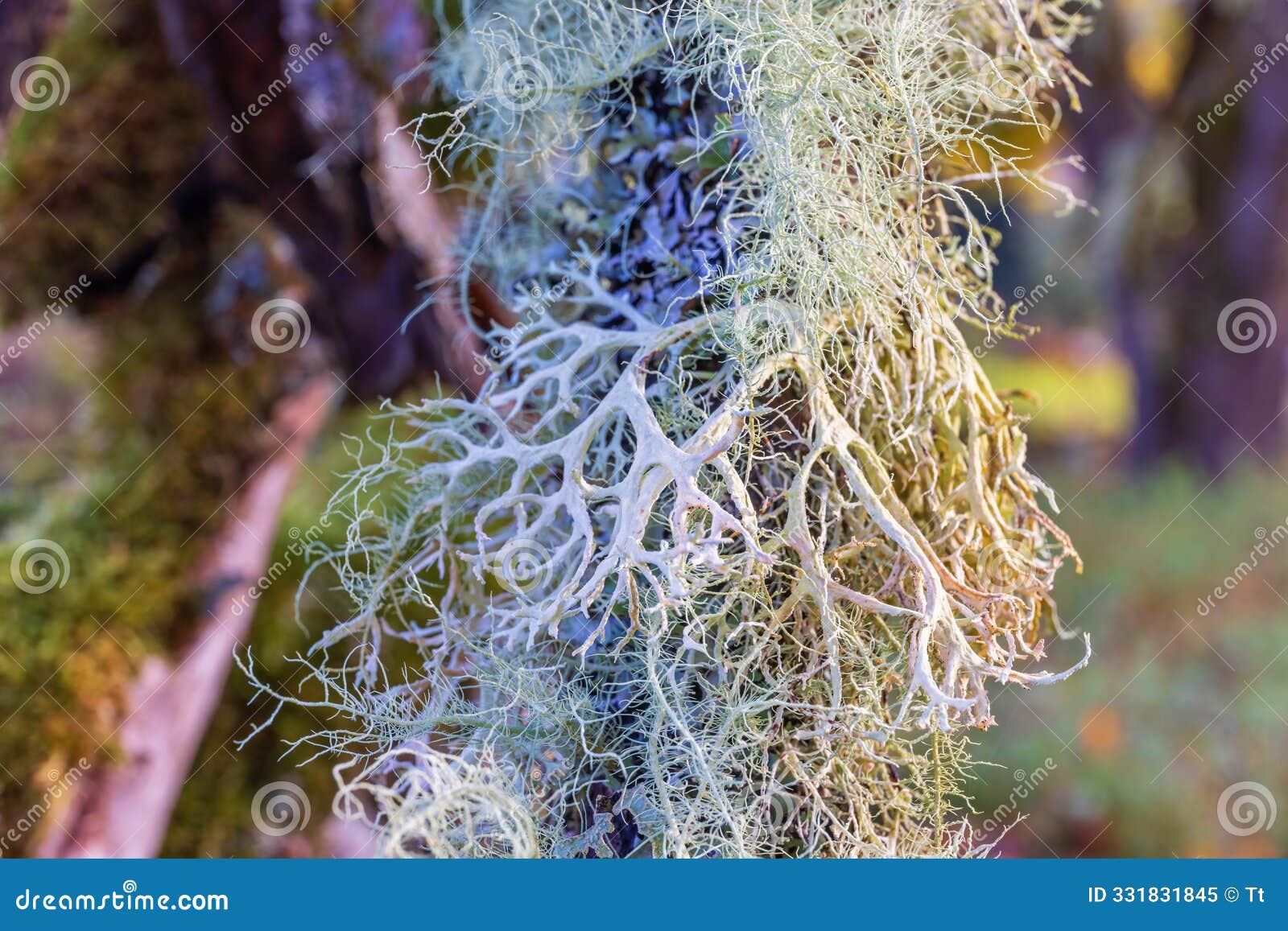 Beautiful Natural Pattern at Usnea Lichens Growing on a Tree Stock ...