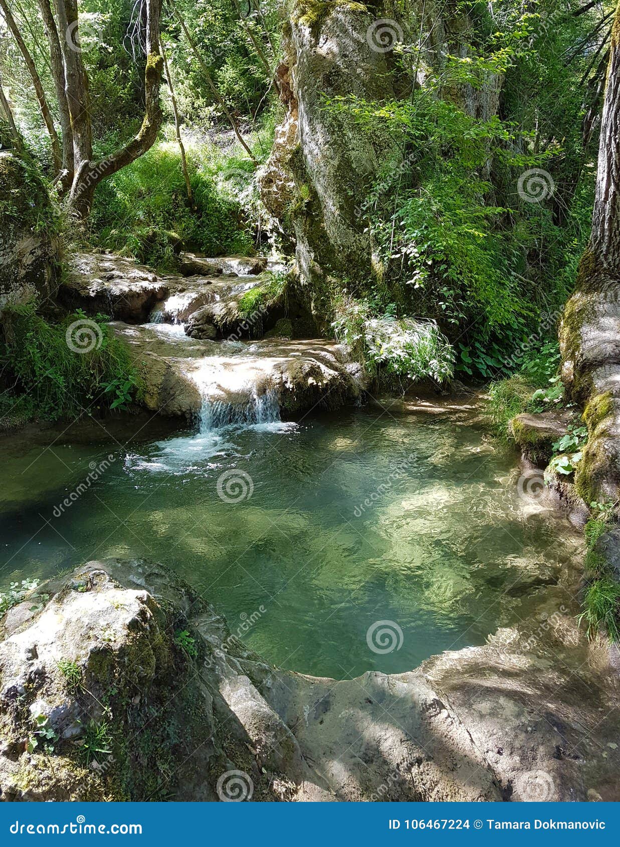 Small Natural Pool in the Forrest Stock Photo - Image of beautiful ...
