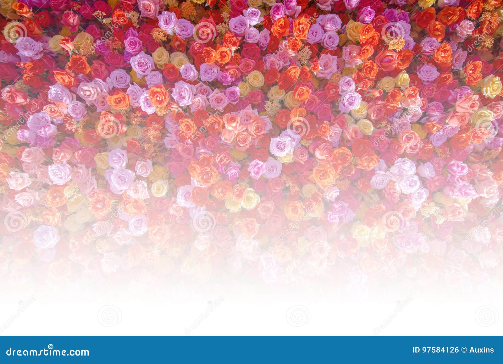 Beautiful Natural Red Roses Flower Background for Special Occasions ...