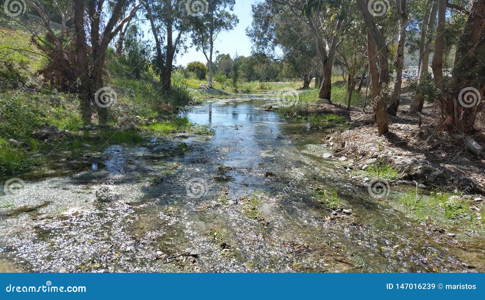 The Beautiful Natural River in Cyprus Stock Image - Image of forest ...