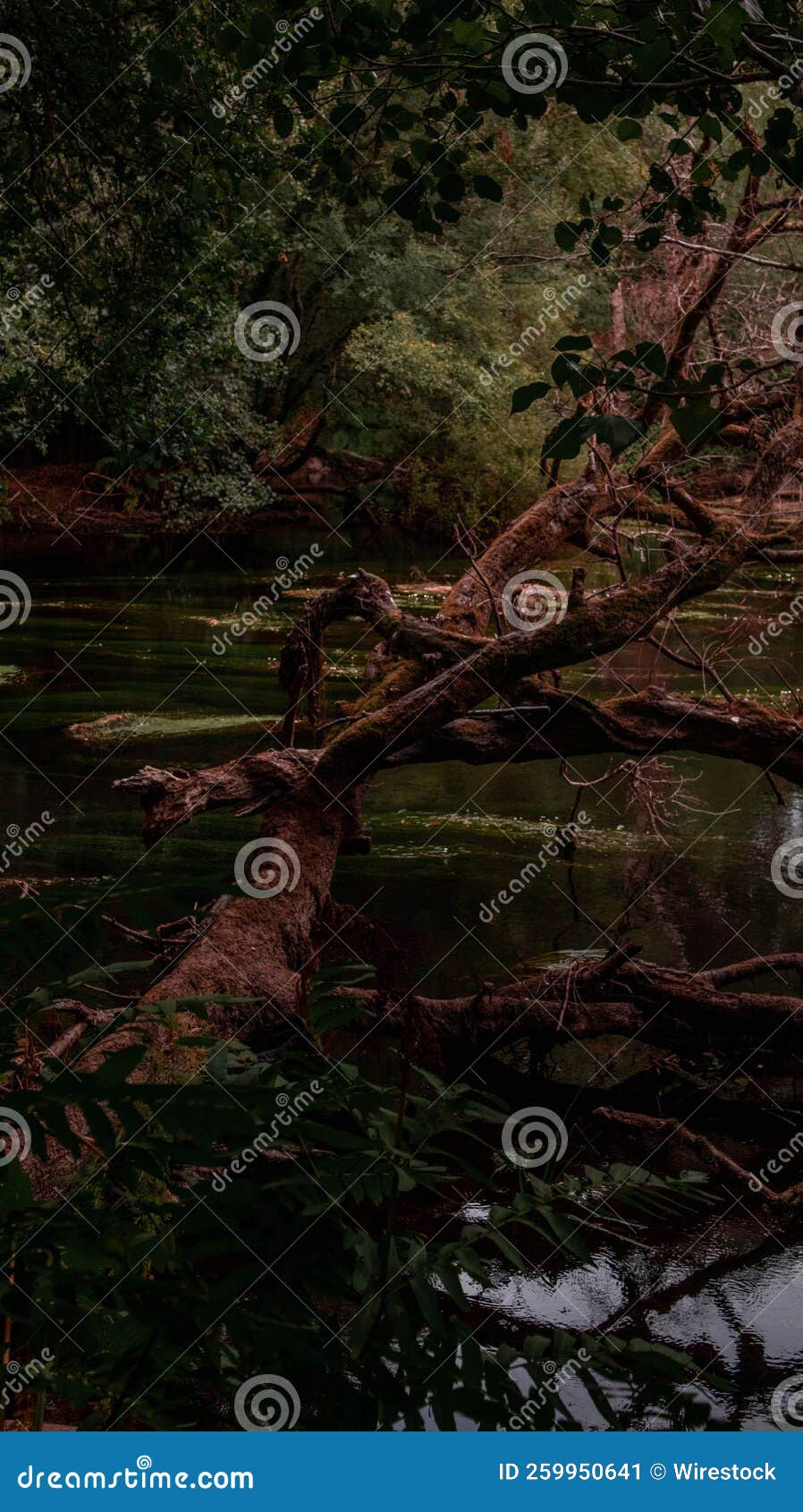 Beautiful Natural Scene of the Fallen Tree on the River, Vertical Stock ...
