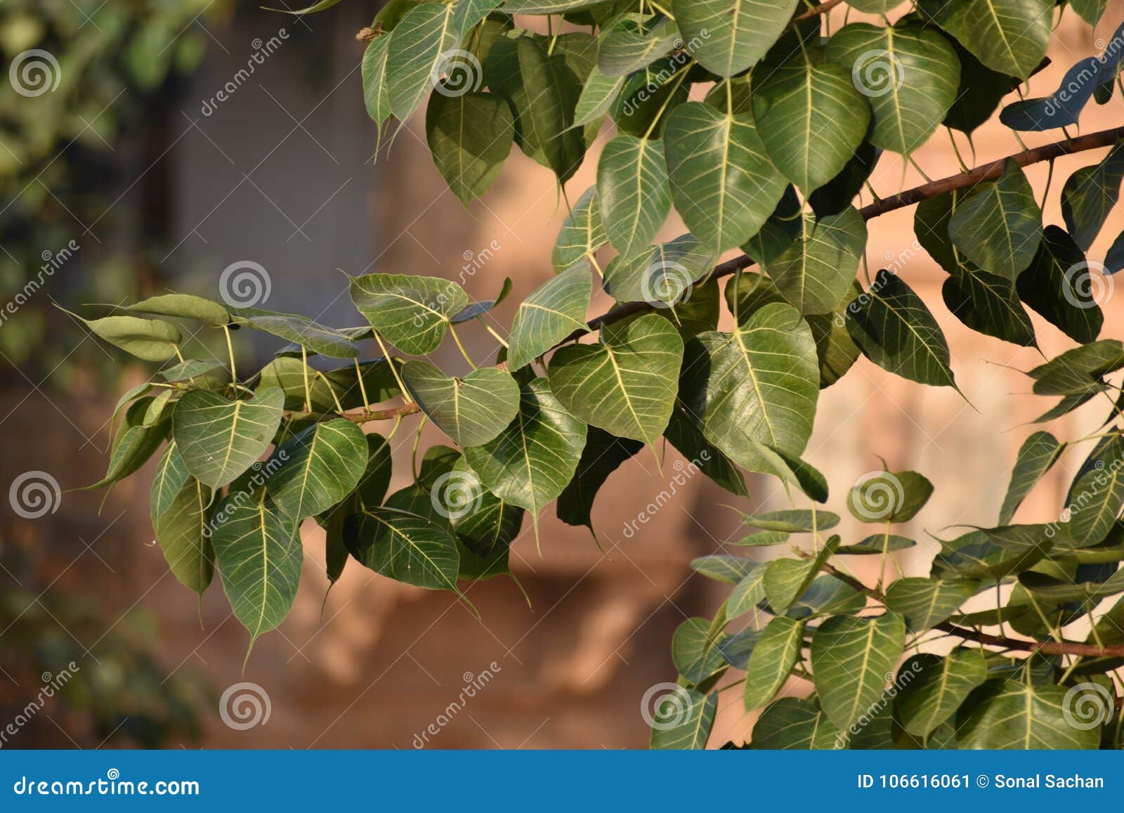 Beautiful natural scene stock image. Image of natural - 106616061