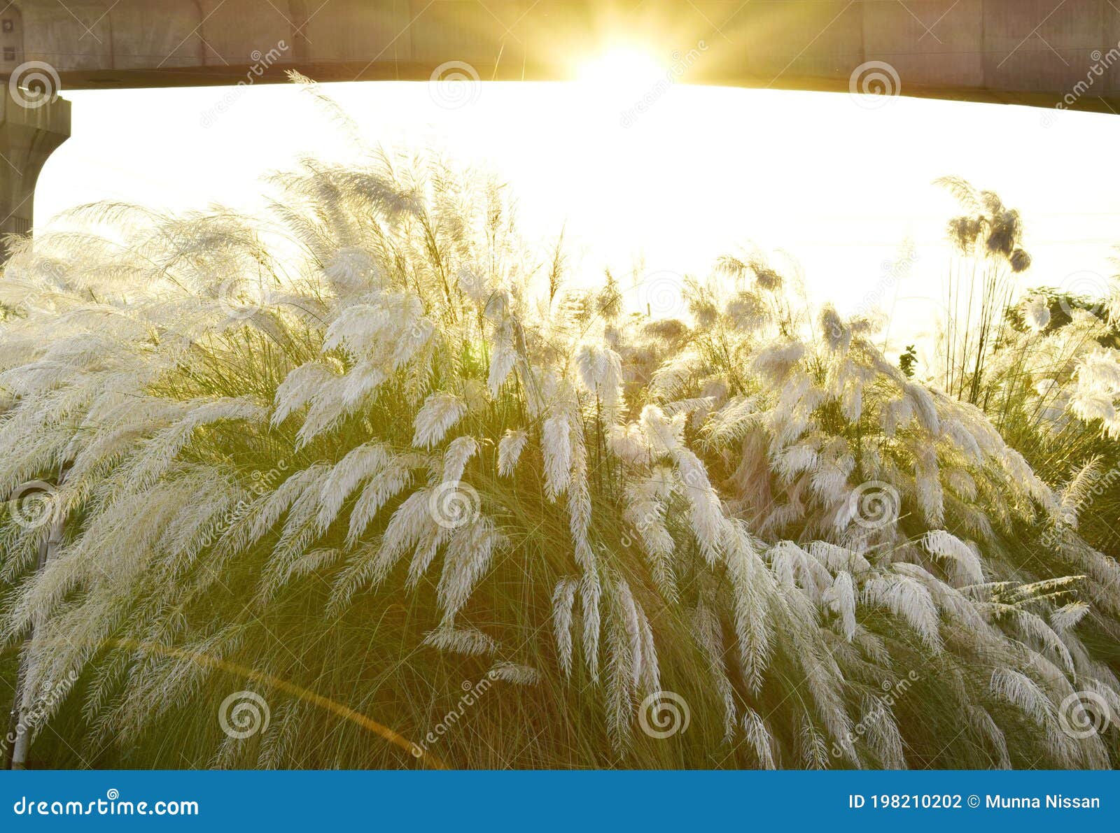 A Beautiful Natural Scenery with Catkin Flower with Sun Background ...
